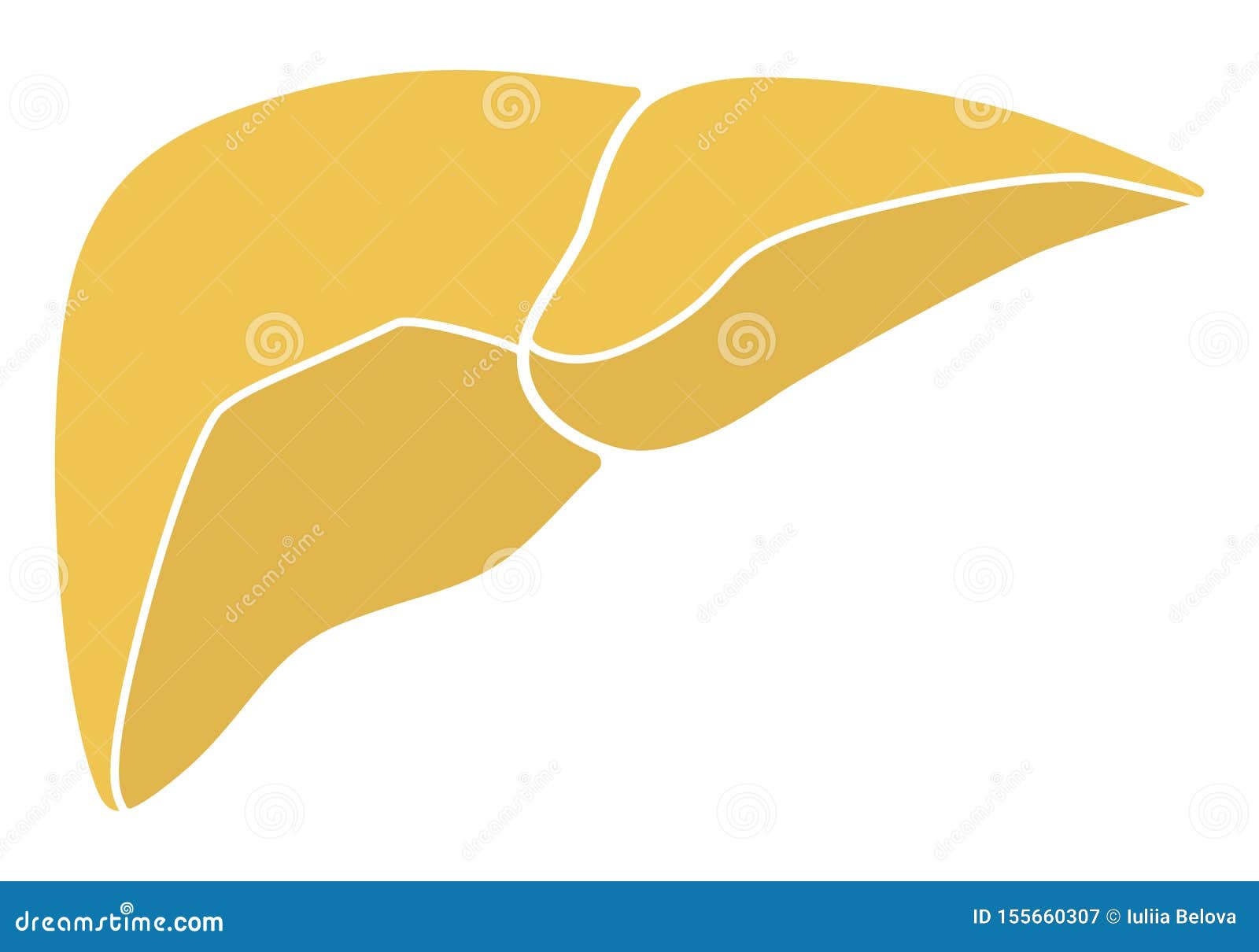 Human Internal Organs: Liver. Flat Design Stock Illustration ...