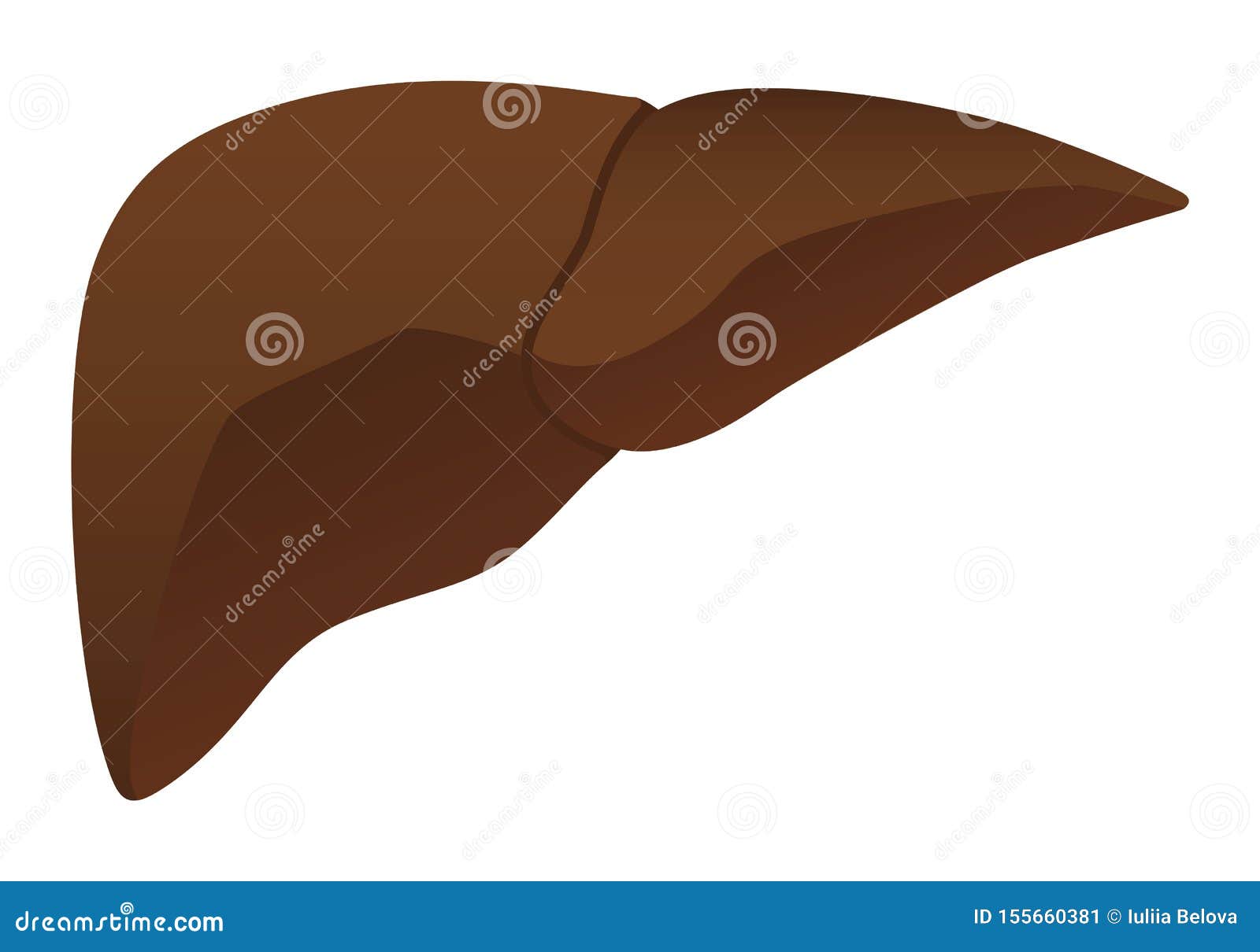 Human Internal Organs: Liver. Flat Design Stock Illustration ...