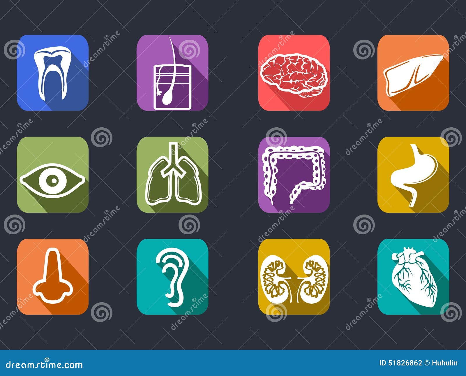 Human Internal Organs Long Shadow Icons Set Stock Vector - Illustration ...