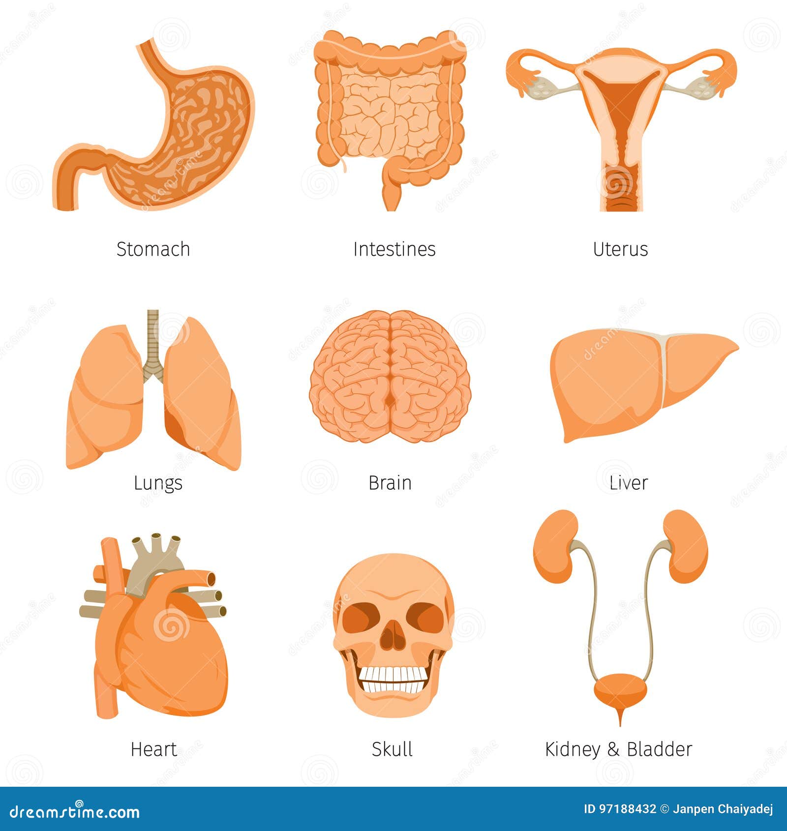 Human Internal Organs Objects Icons Set Stock Vector - Illustration of ...