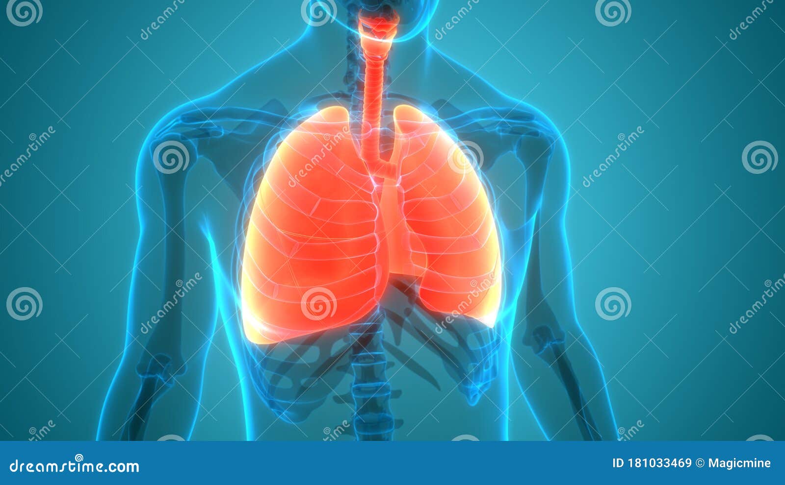 Human Internal Organs Respiratory System Lungs Anatomy Stock ...