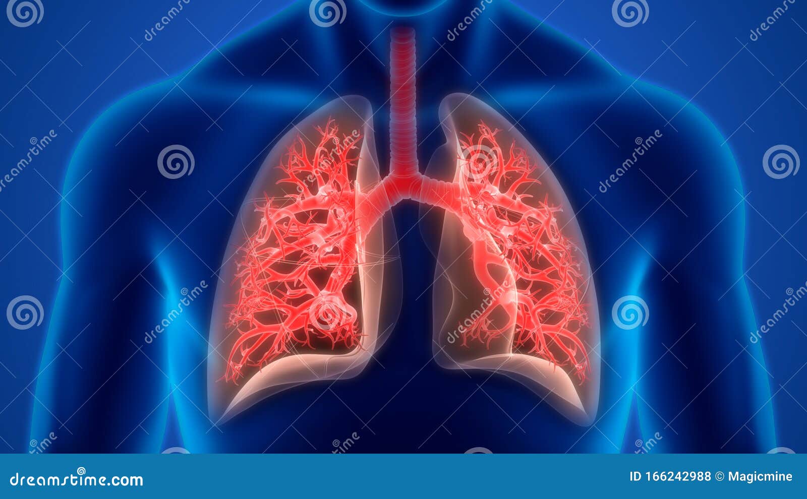 Human Internal Organs Respiratory System Lungs Anatomy Stock ...