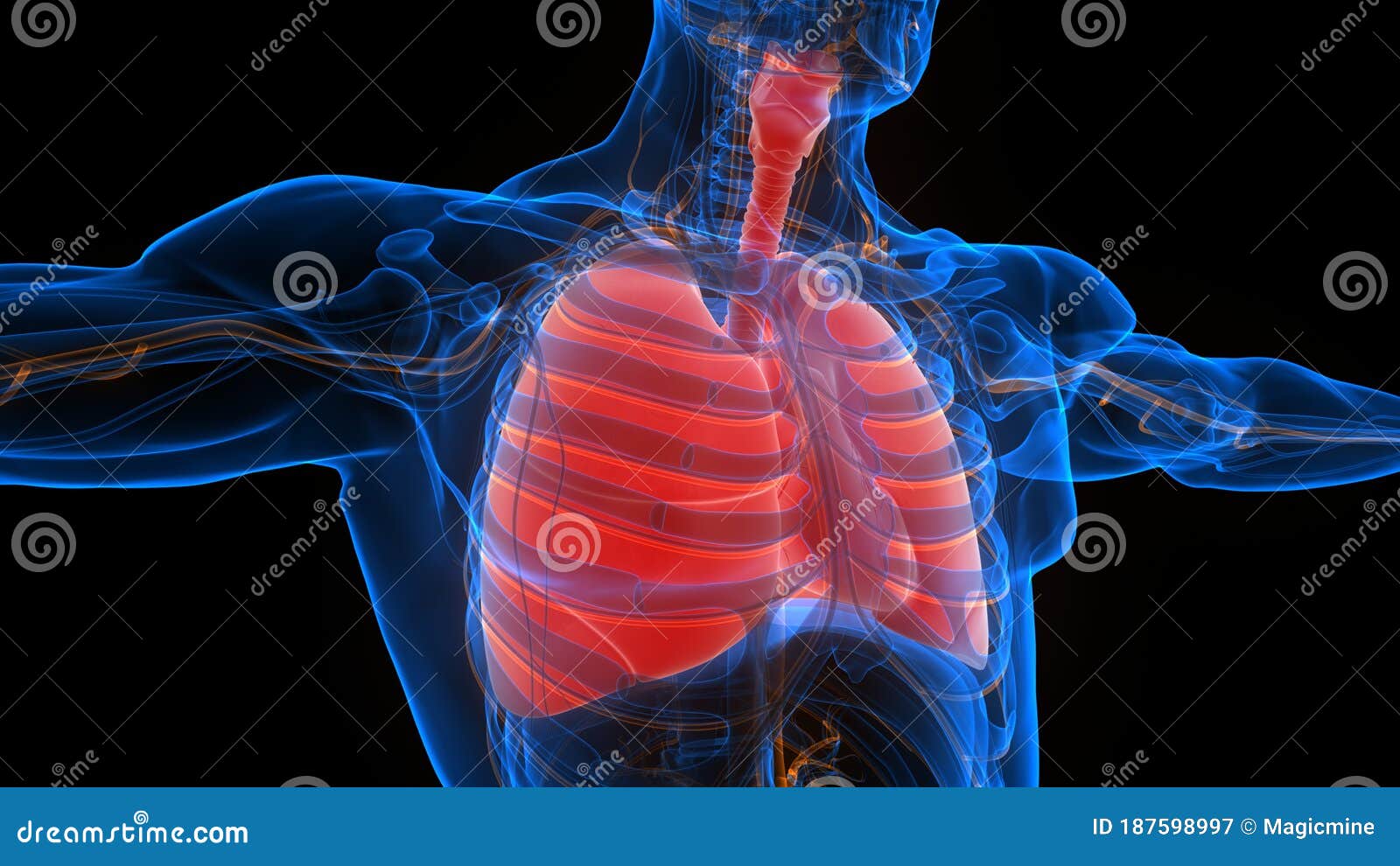 Human Internal Organs Respiratory System Lungs Anatomy Stock ...