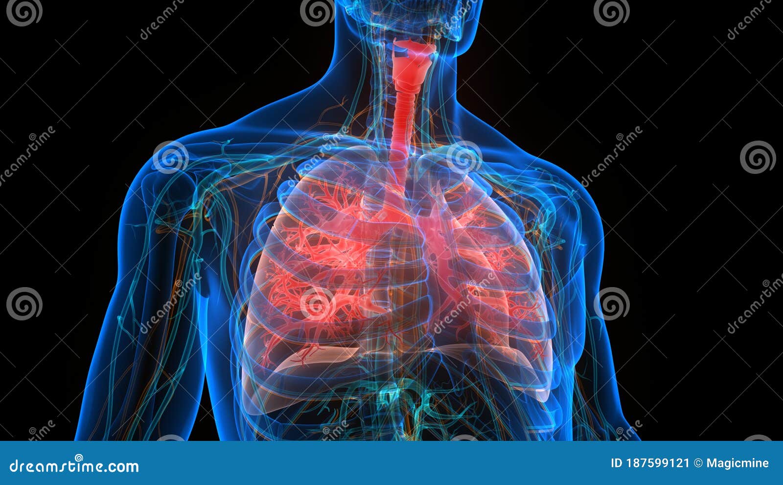 Human Internal Organs Respiratory System Lungs Anatomy Stock ...