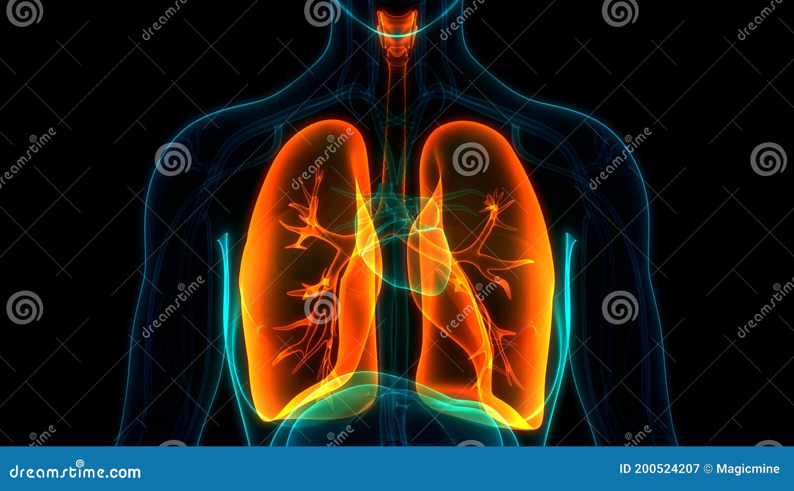 Human Internal Organs Respiratory System Lungs Anatomy Stock ...