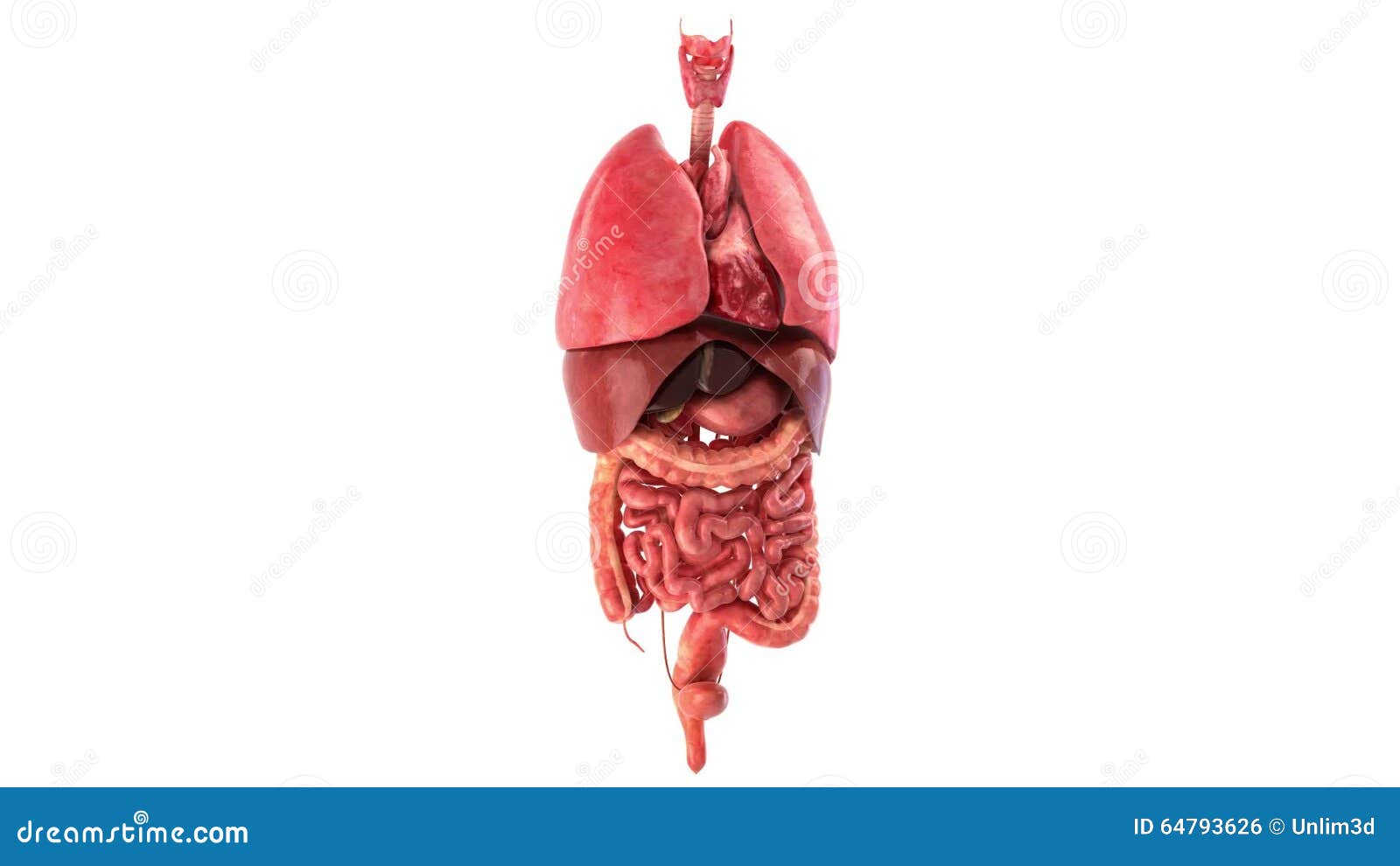 Human Internal Organs Rotation 360 Loop Stock Footage & Videos - 19 ...