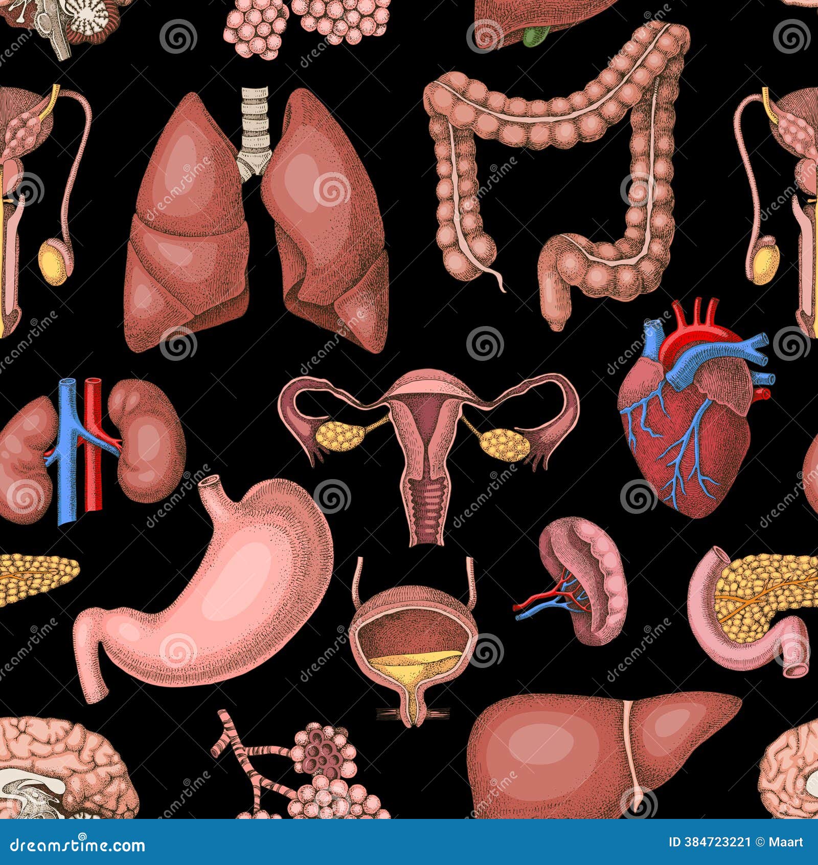 Human Internal Organs Digestive System Pancreas With Gallbladder ...