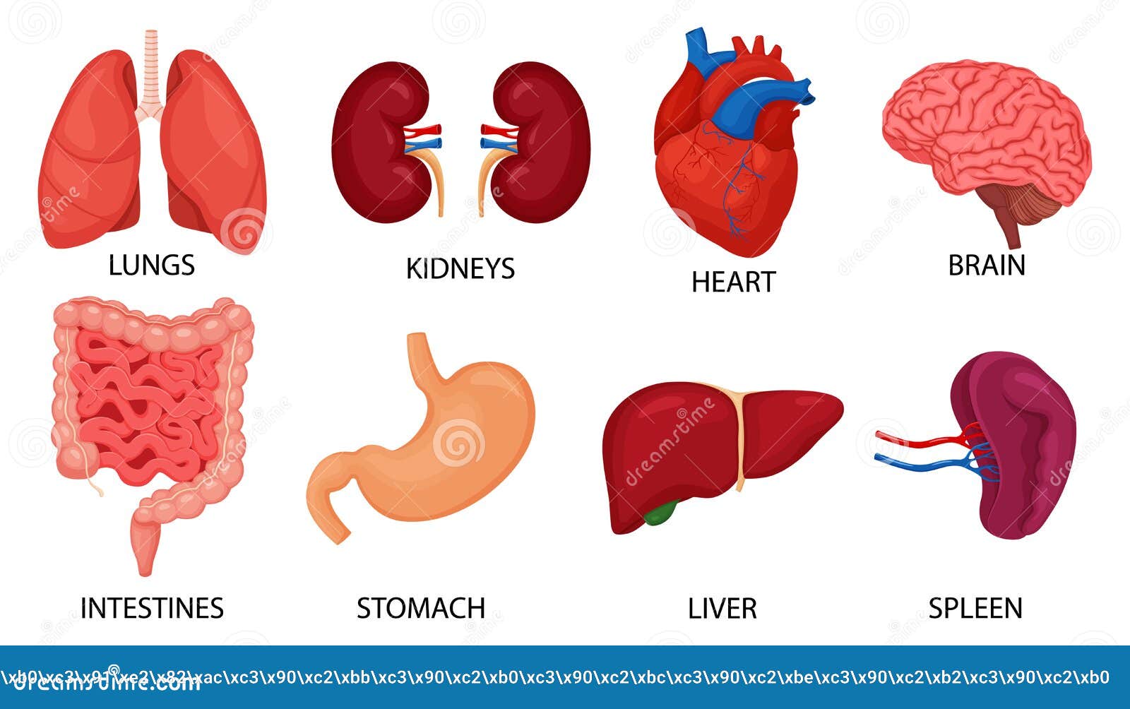 Human Internal Organs Set Brain Heart Lungs Stomach Intestines