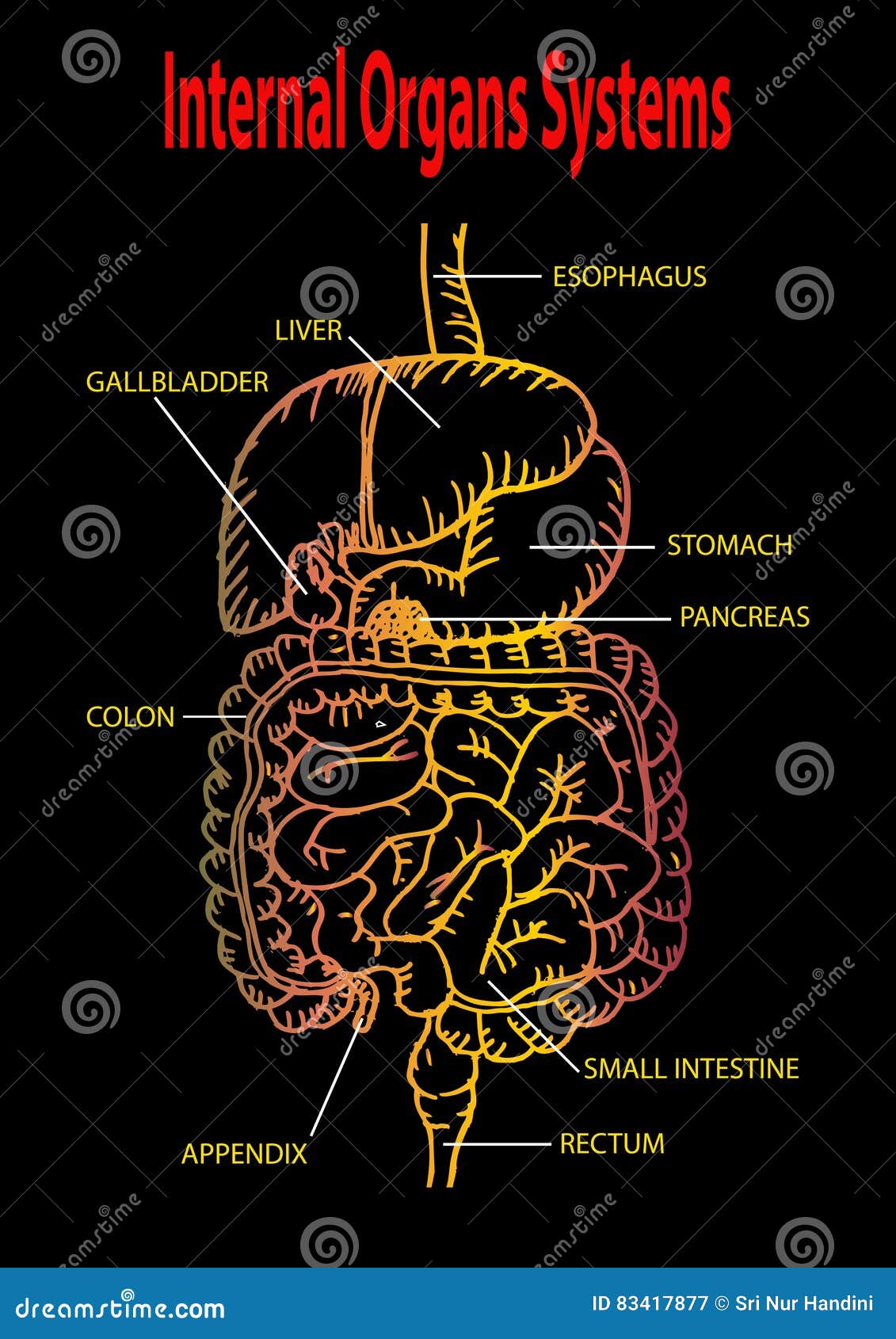 Human internal organs stock illustration. Illustration of epidermis ...