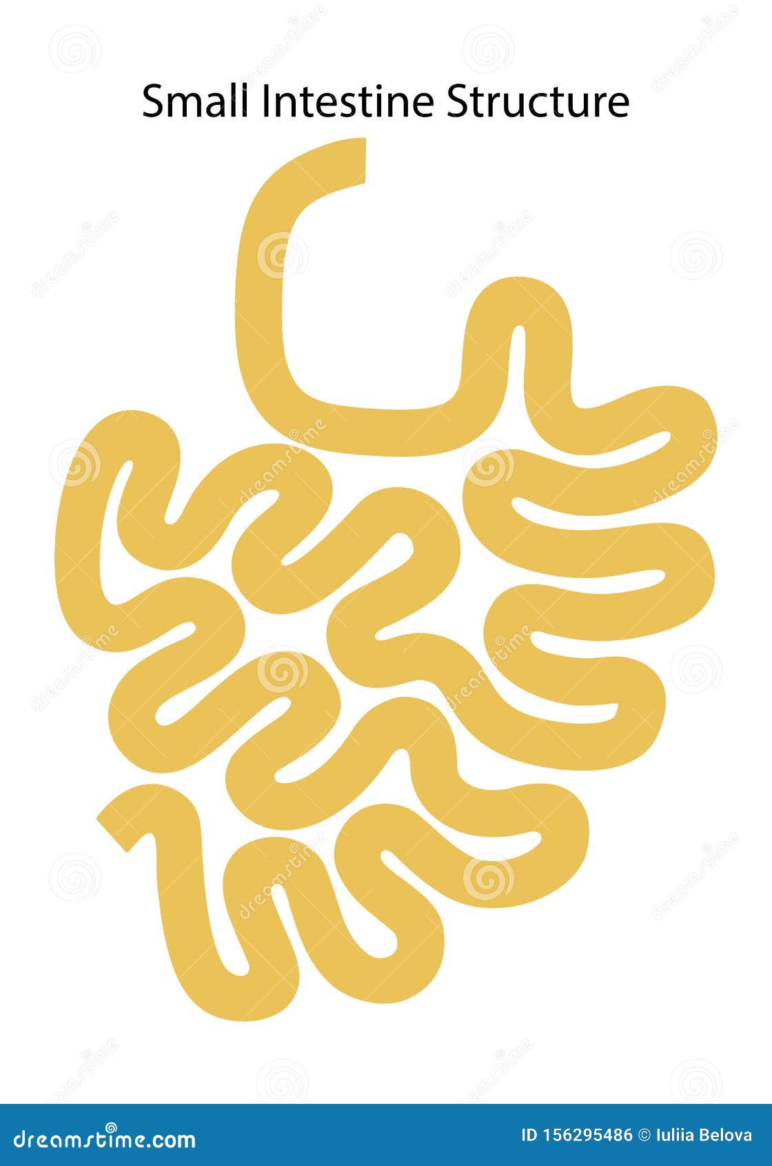Human Internal Organs: Small Intestine Structure - Ileum, Jejunum ...