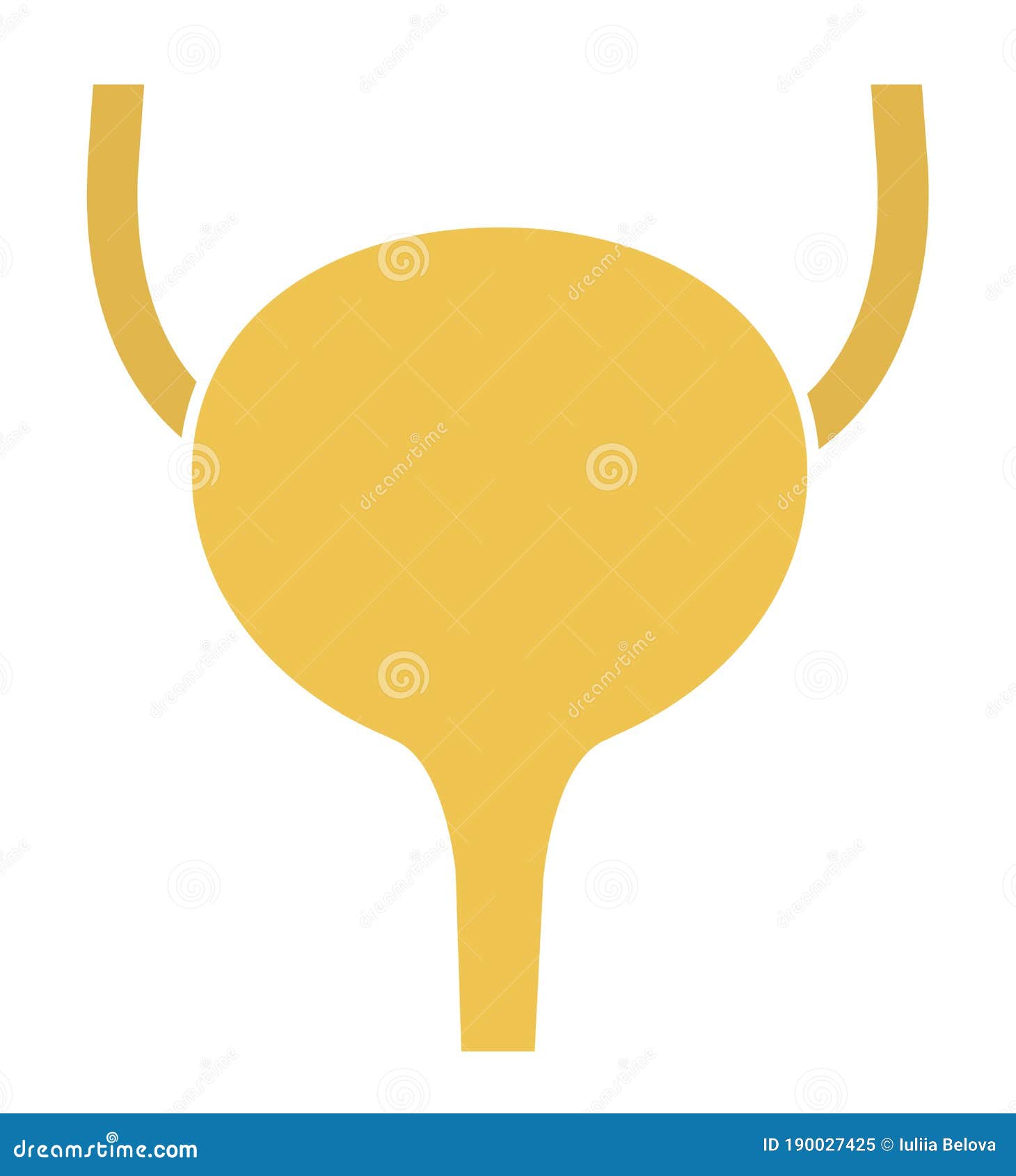 Human Internal Organs: Ureters and Bladder. Vector Image Stock Vector ...