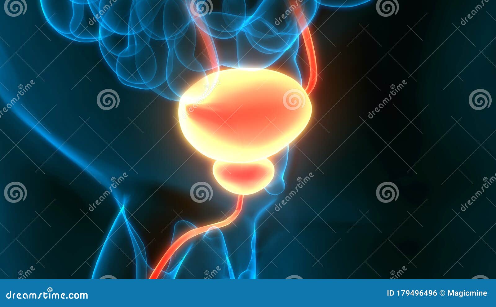 Human Internal Organs Urinary System Bladder Anatomy Royalty-Free Stock ...