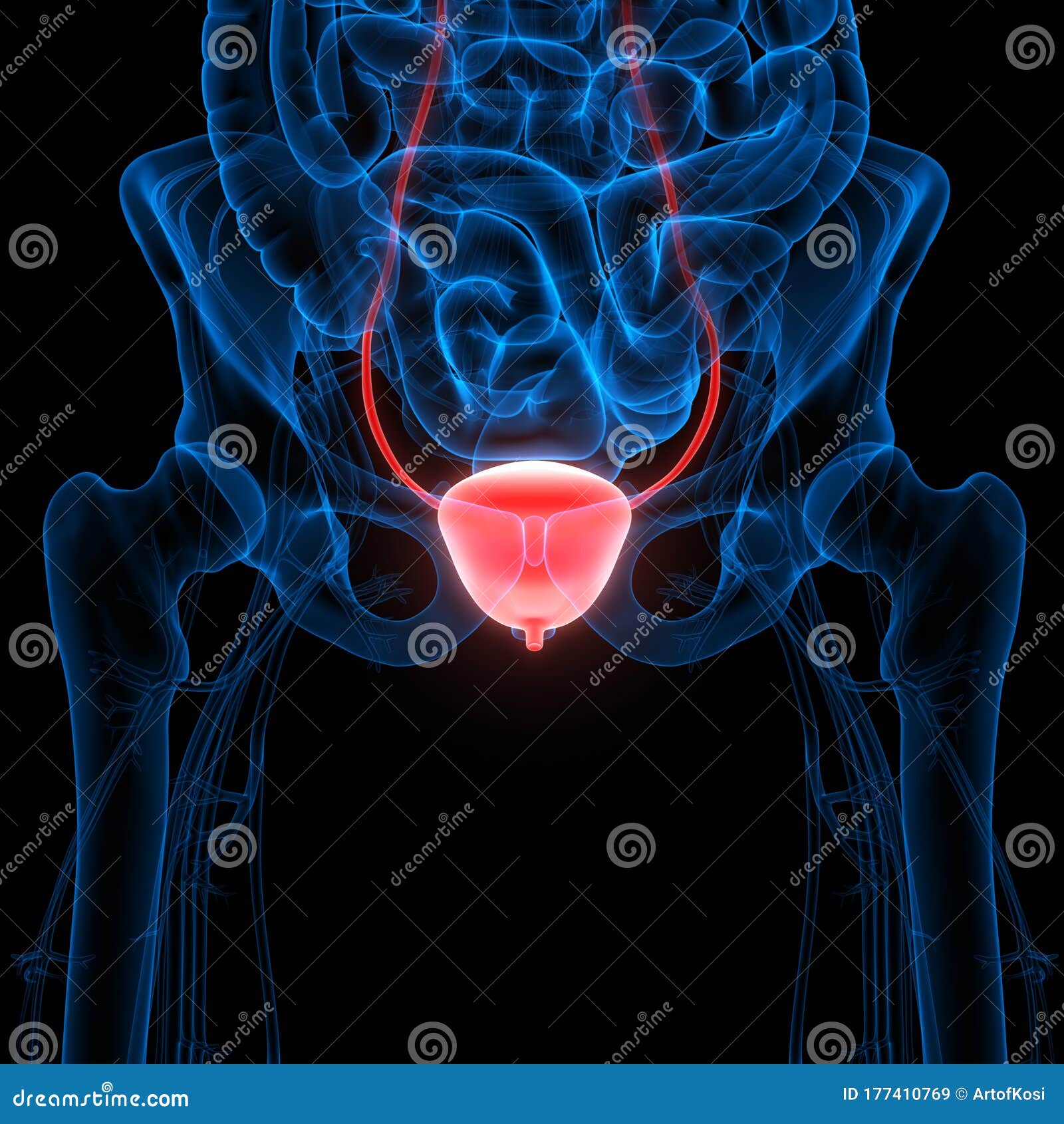 Human Internal Organs Urinary System Bladder Anatomy X-ray 3D Rendering ...