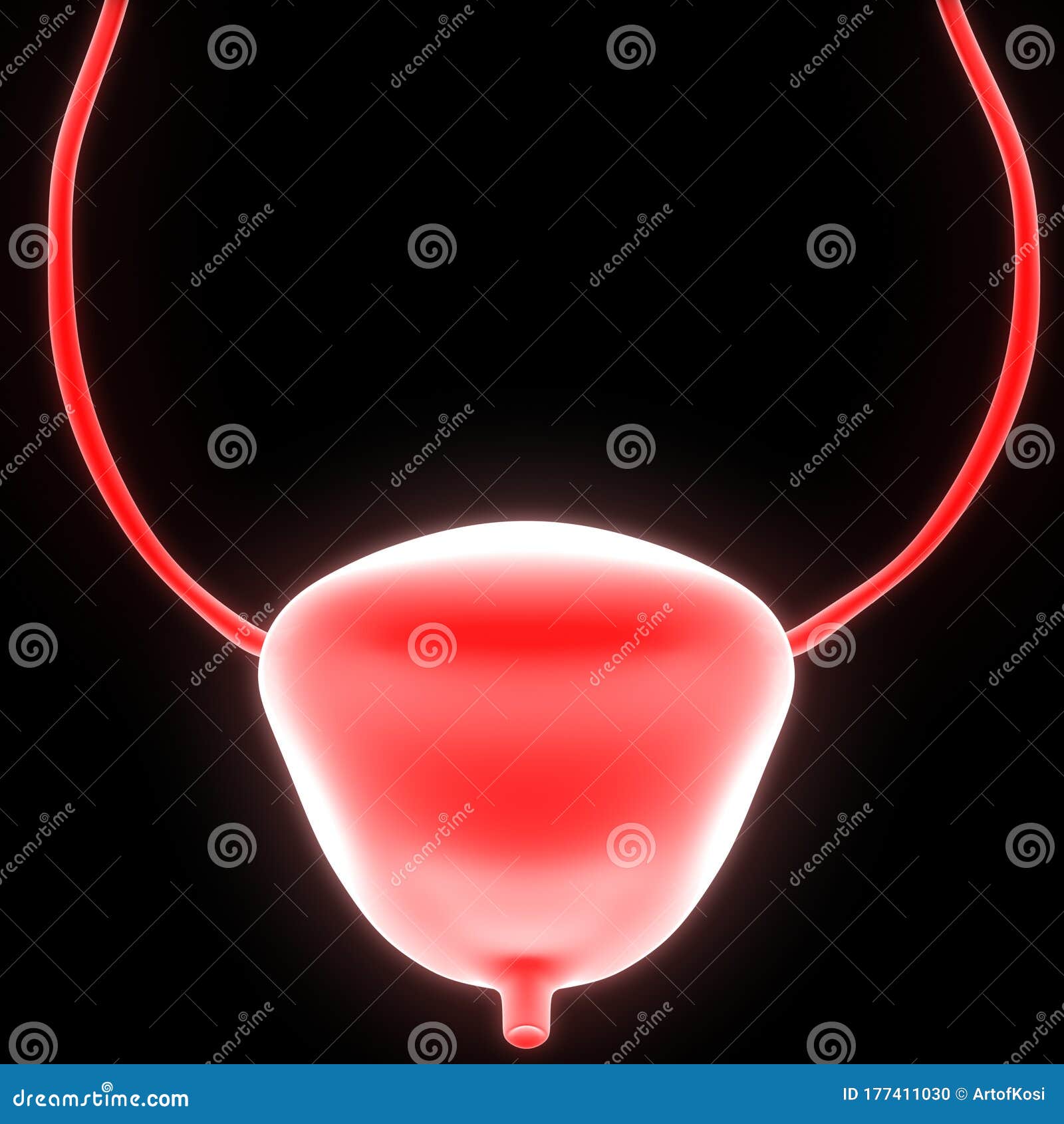 Human Internal Organs Urinary System Bladder Anatomy X-ray 3D Rendering ...