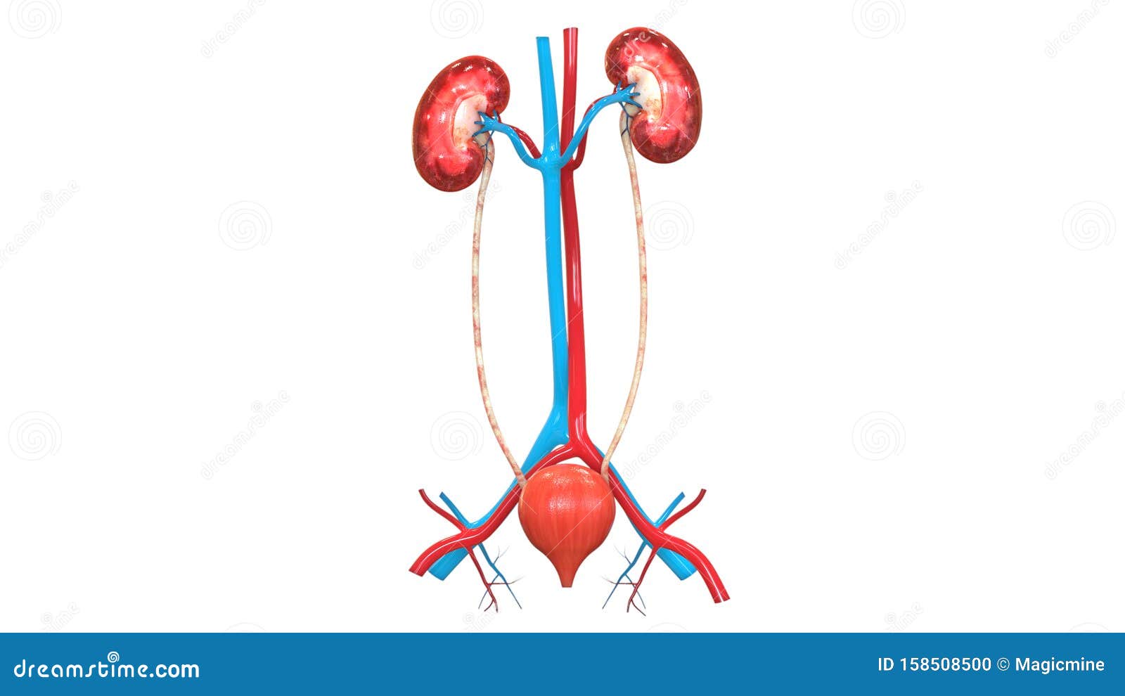 Human Internal Organs Urinary System Kidneys With Bladder Anatomy Stock ...