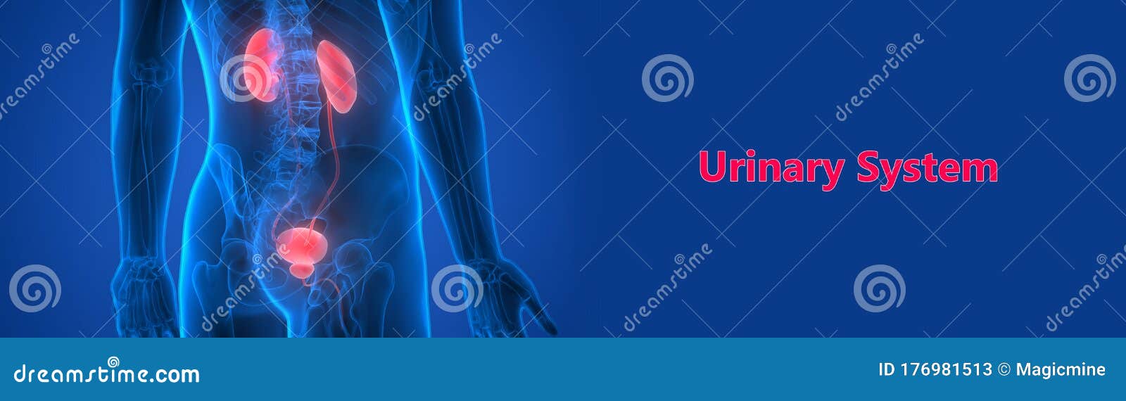 Human Internal Organs Urinary System Kidneys with Bladder Anatomy Stock ...