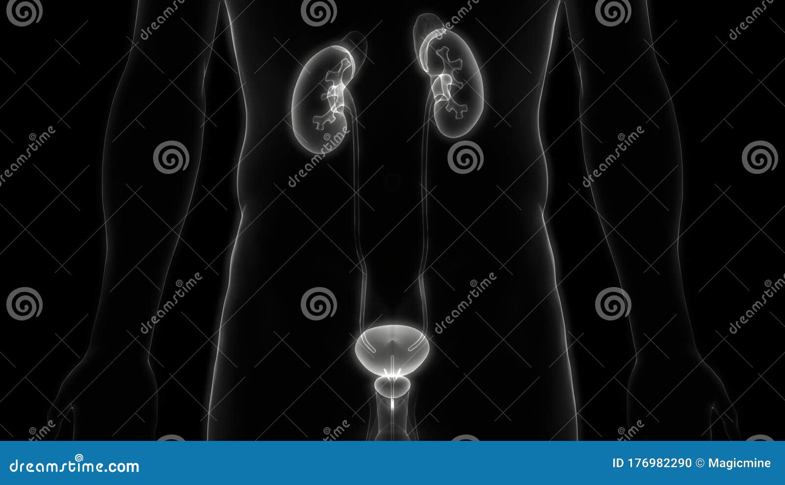 Human Internal Organs Urinary System Kidneys with Bladder Anatomy Stock ...