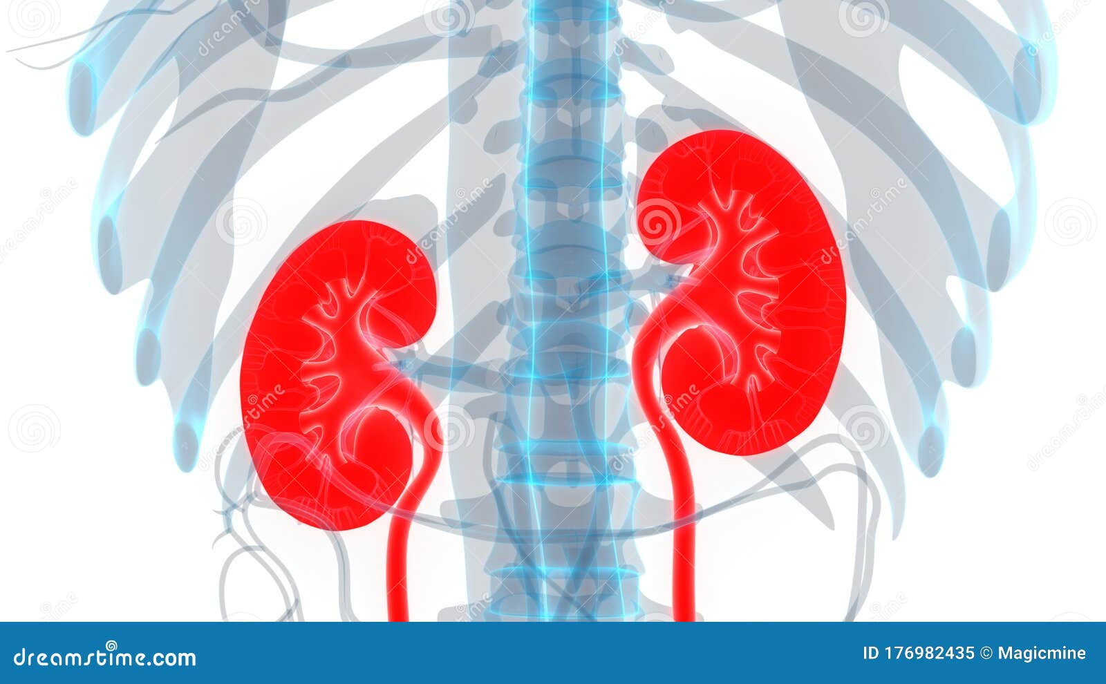 Human Internal Organs Urinary System Kidneys with Bladder Anatomy Stock ...