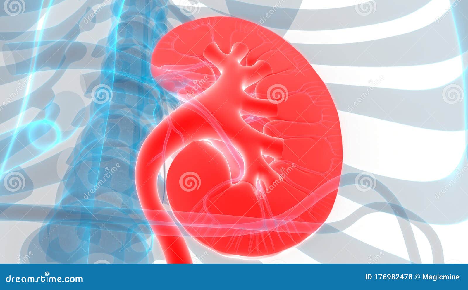 Human Internal Organs Urinary System Kidneys with Bladder Anatomy Stock ...