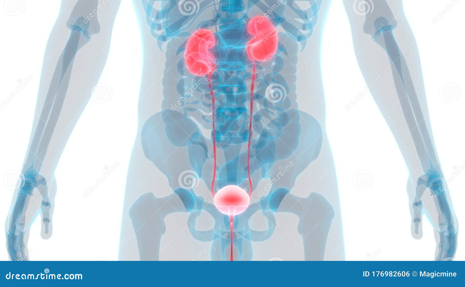 Human Internal Organs Urinary System Kidneys with Bladder Anatomy Stock ...