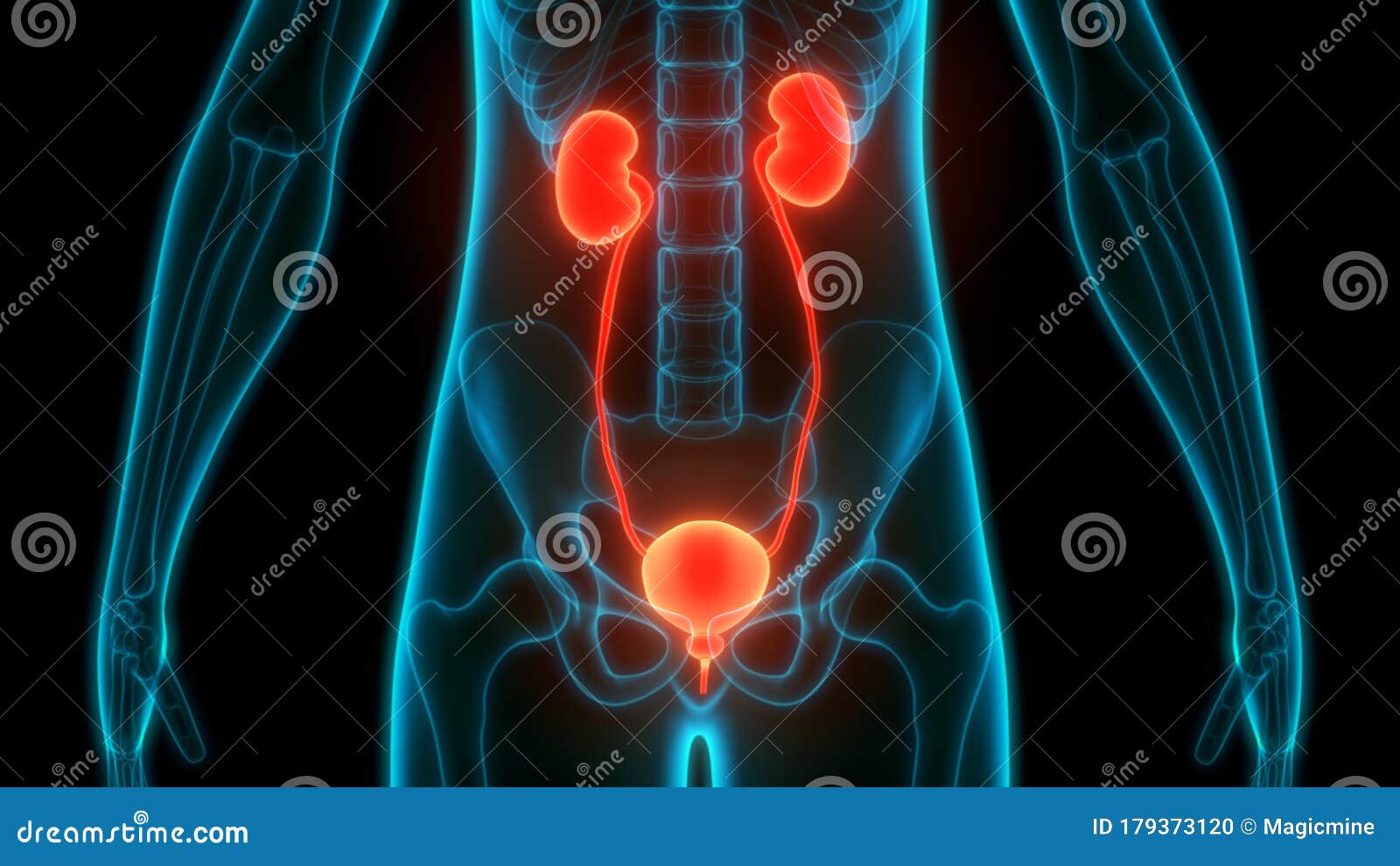 Human Internal Organs Urinary System Kidneys with Bladder Anatomy Stock ...