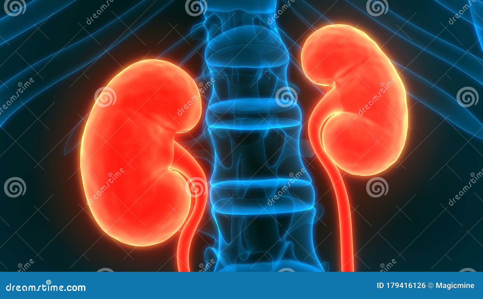 Human Internal Organs Urinary System Kidneys with Bladder Anatomy Stock ...