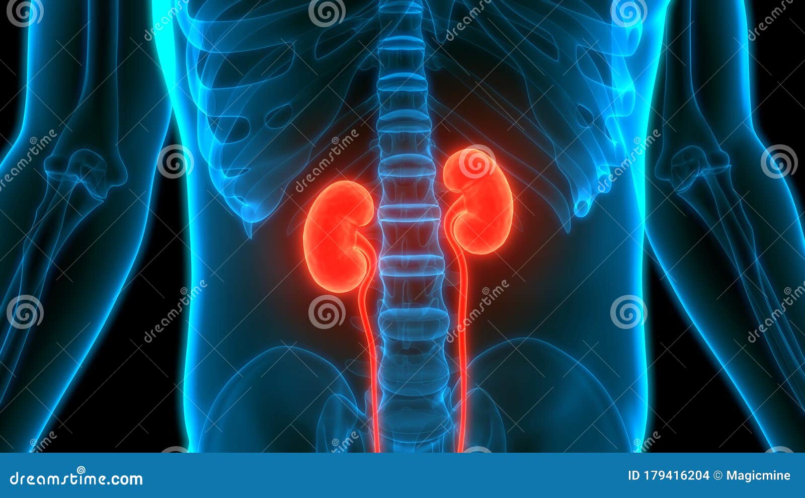 Human Internal Organs Urinary System Kidneys with Bladder Anatomy Stock ...