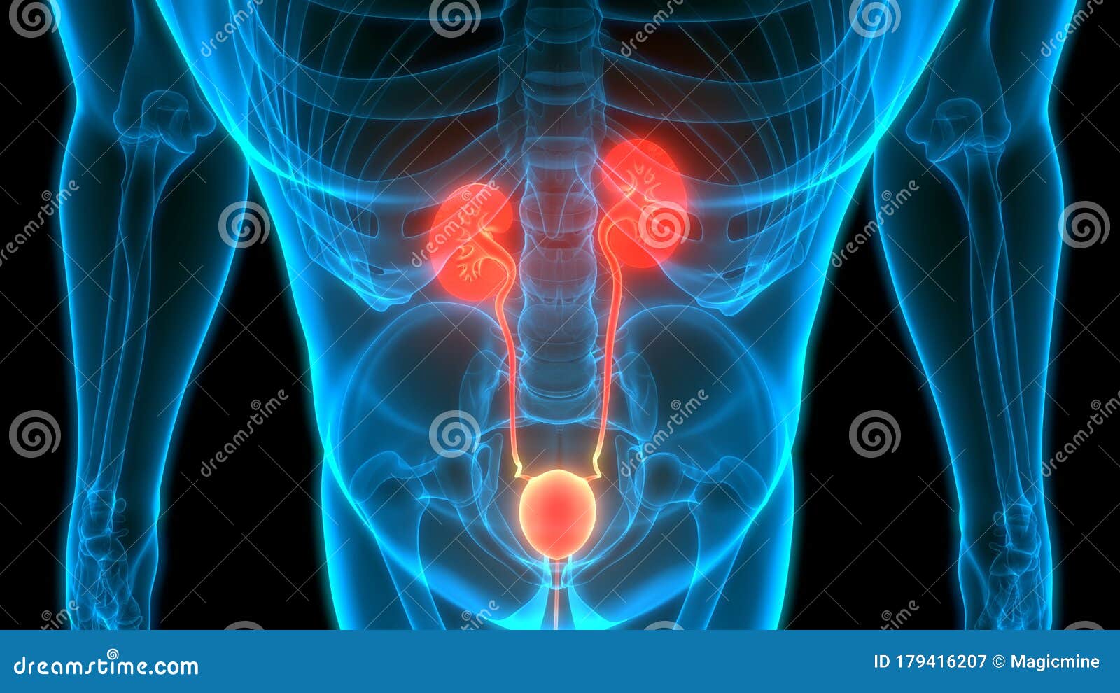Human Internal Organs Urinary System Kidneys with Bladder Anatomy Stock ...