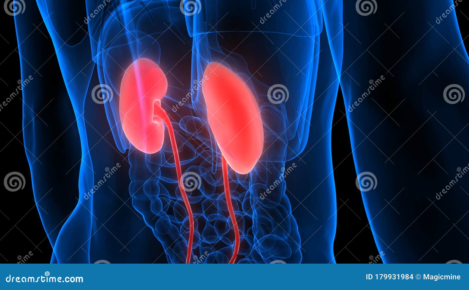 Human Internal Organs Urinary System Kidneys with Bladder Anatomy Stock ...