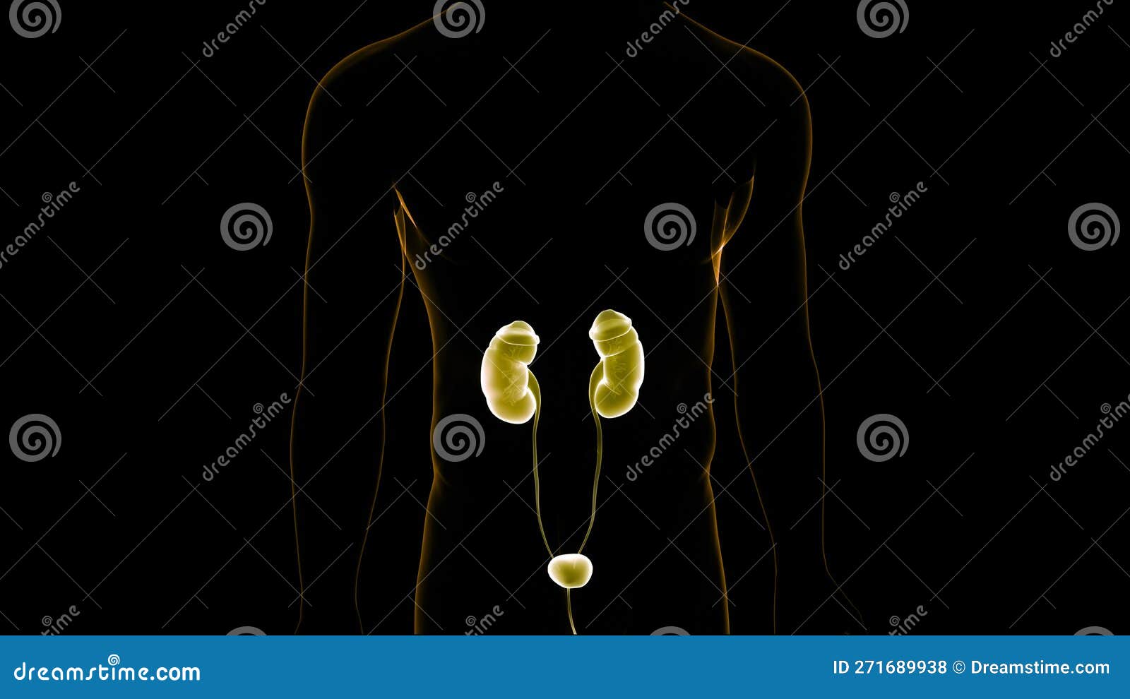Human Internal Organs Urinary System Kidneys with Bladder Anatomy Stock ...