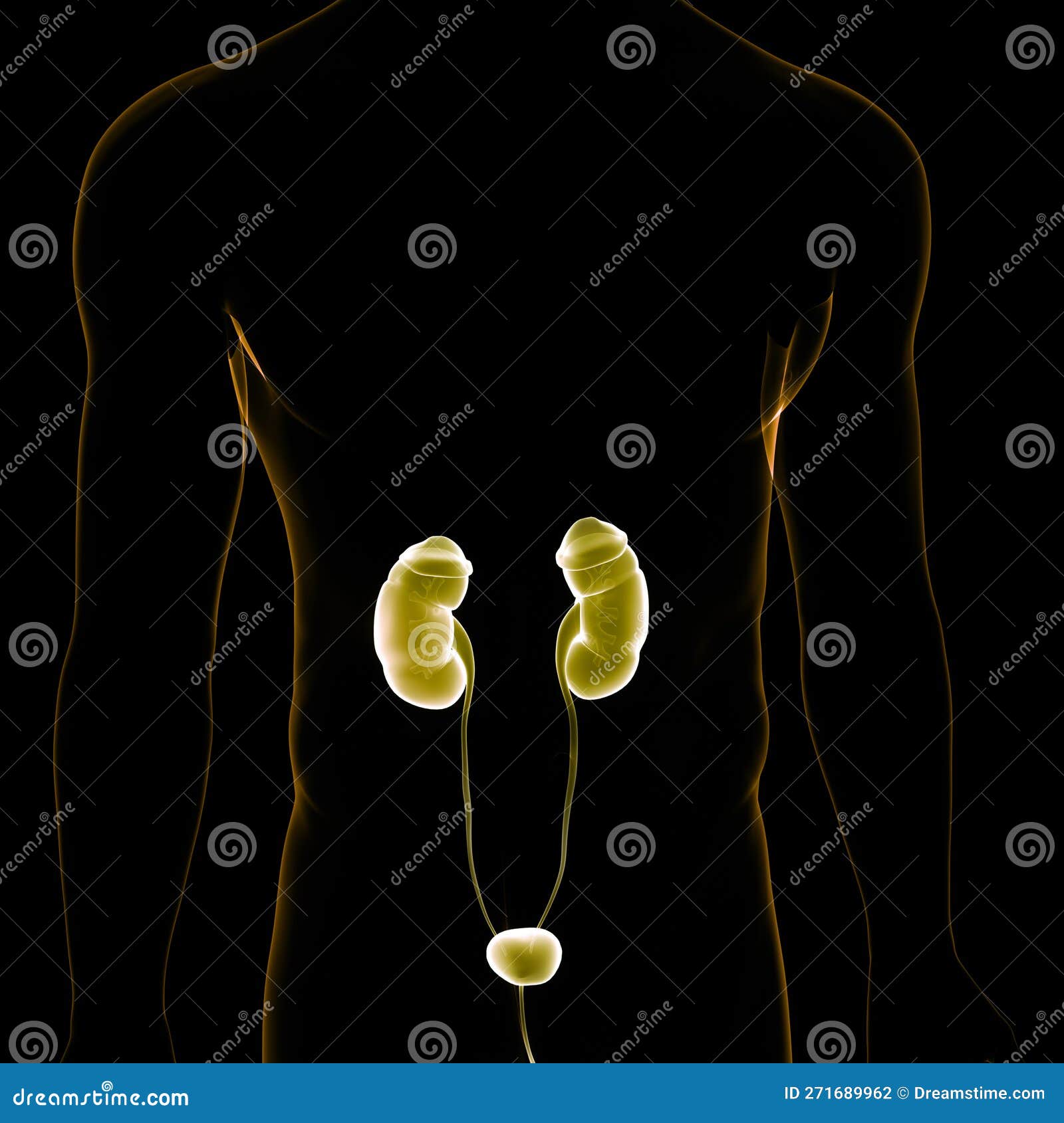 Human Internal Organs Urinary System Kidneys with Bladder Anatomy Stock ...