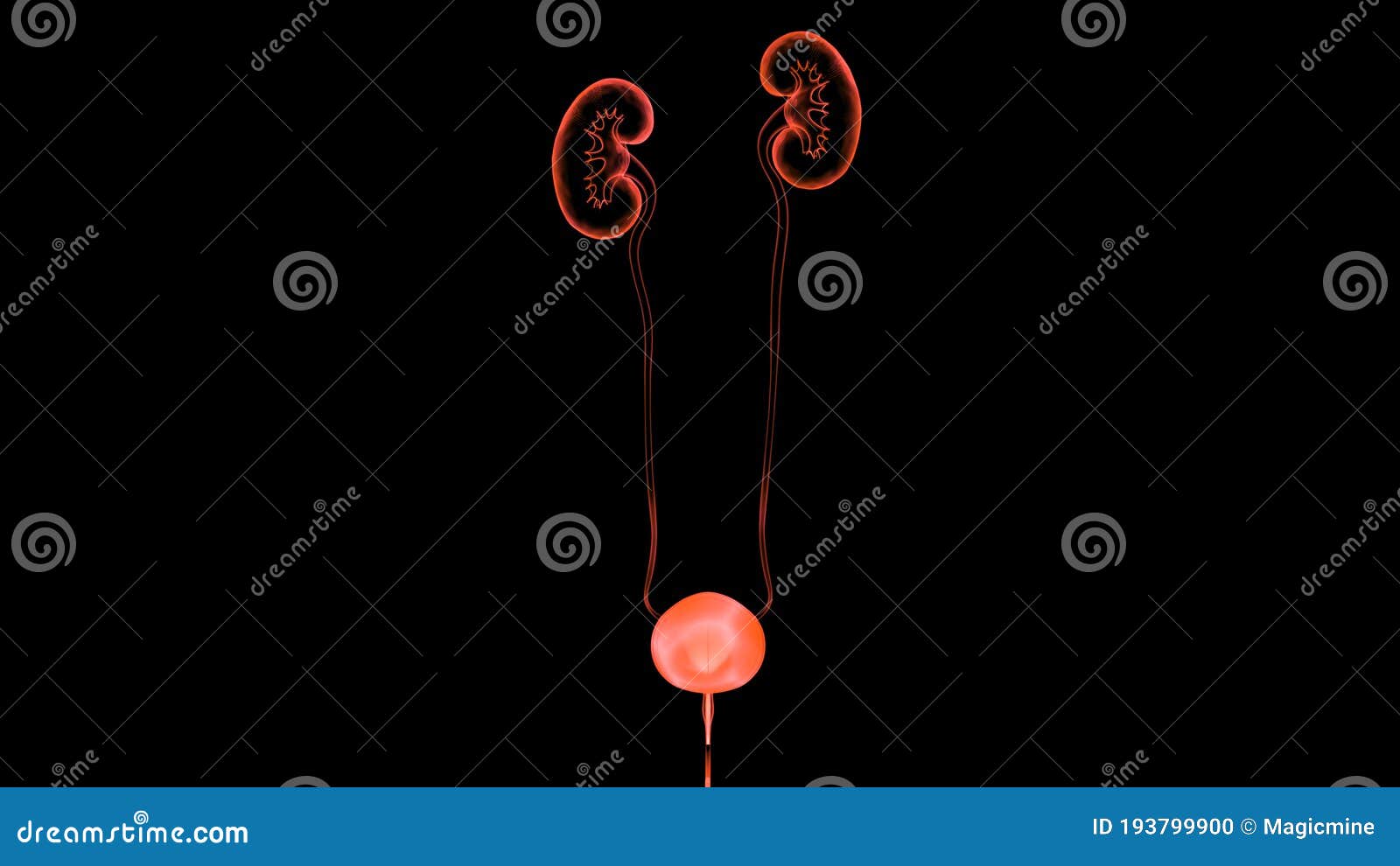 Human Internal Organs Urinary System Kidneys with Bladder Anatomy Stock ...