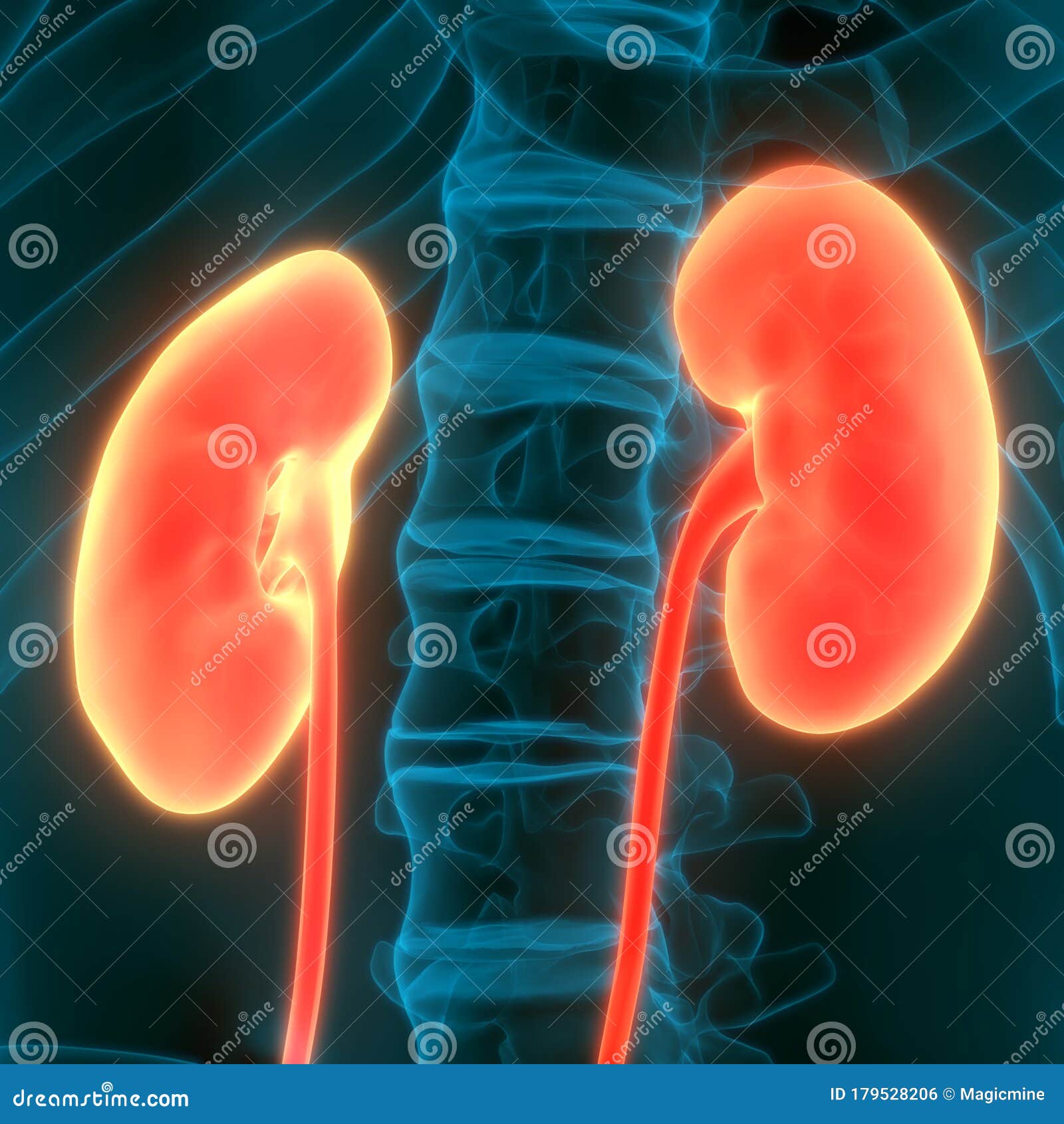 Anatomy Kidney Bladder