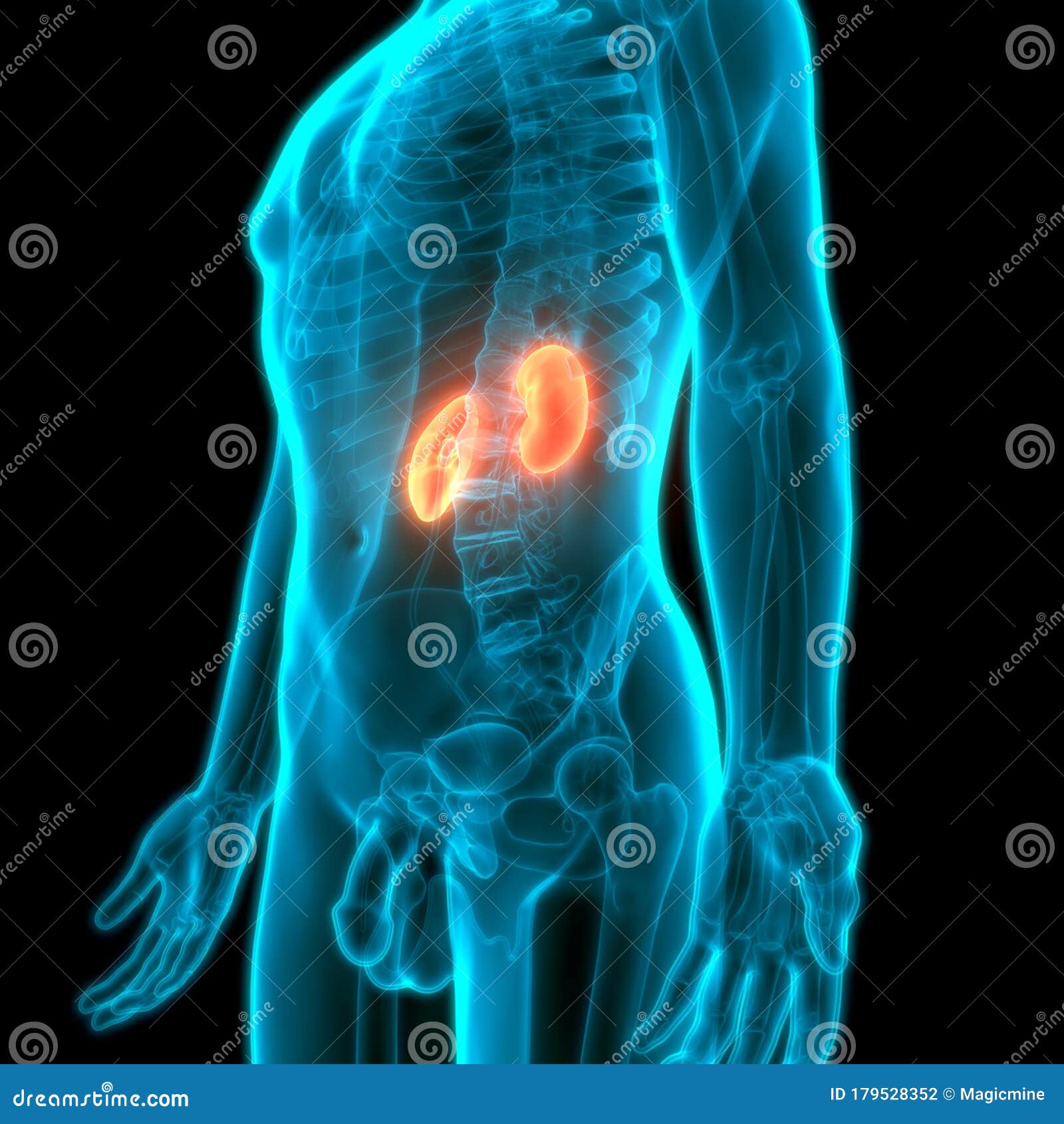 Human Internal Organs Urinary System Kidneys with Bladder Joints ...