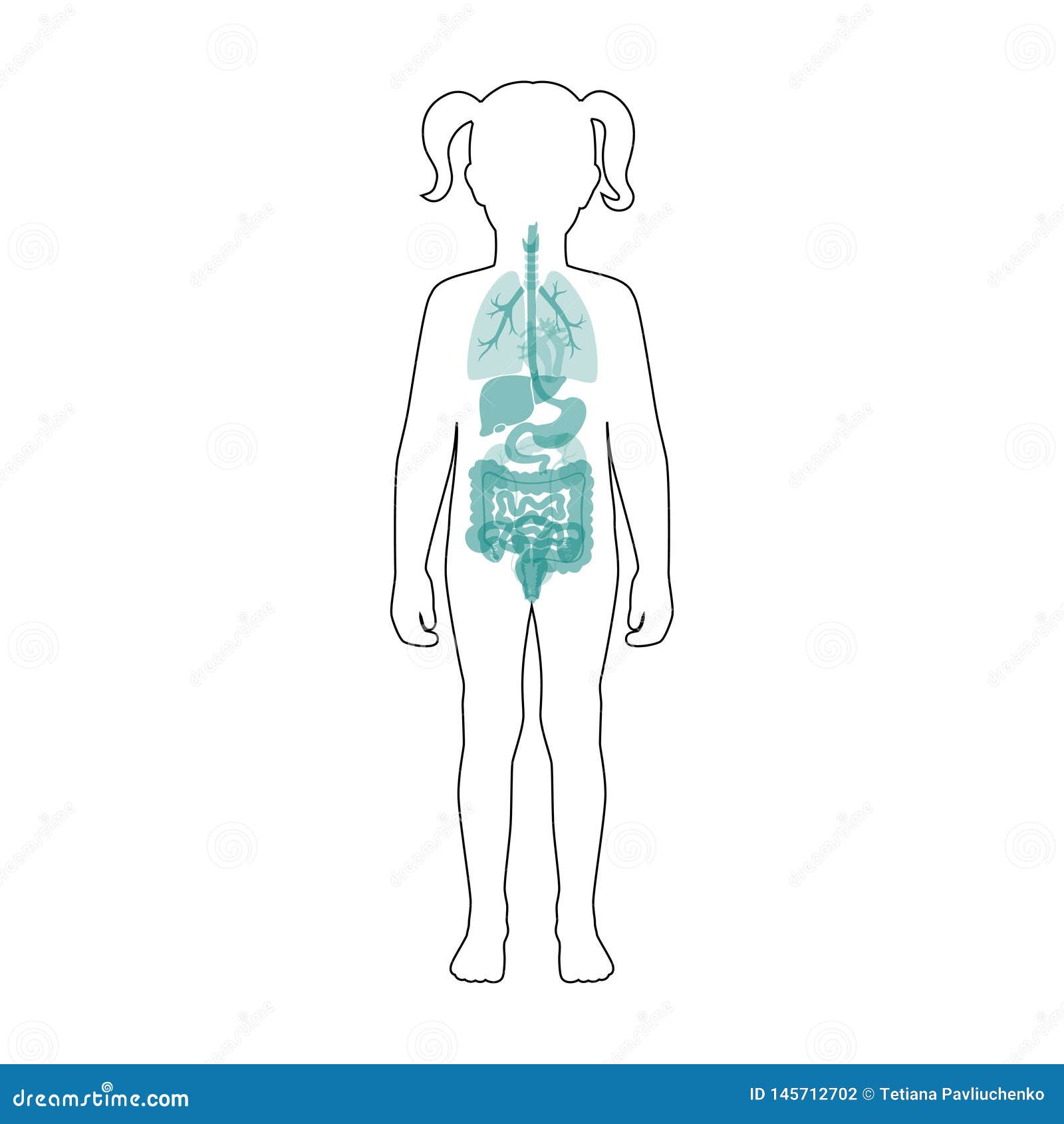 Human Internal Organs Vector Stock Vector - Illustration of donate ... Human Internal Organs Vector Stock Vector - Illustration of donate ...