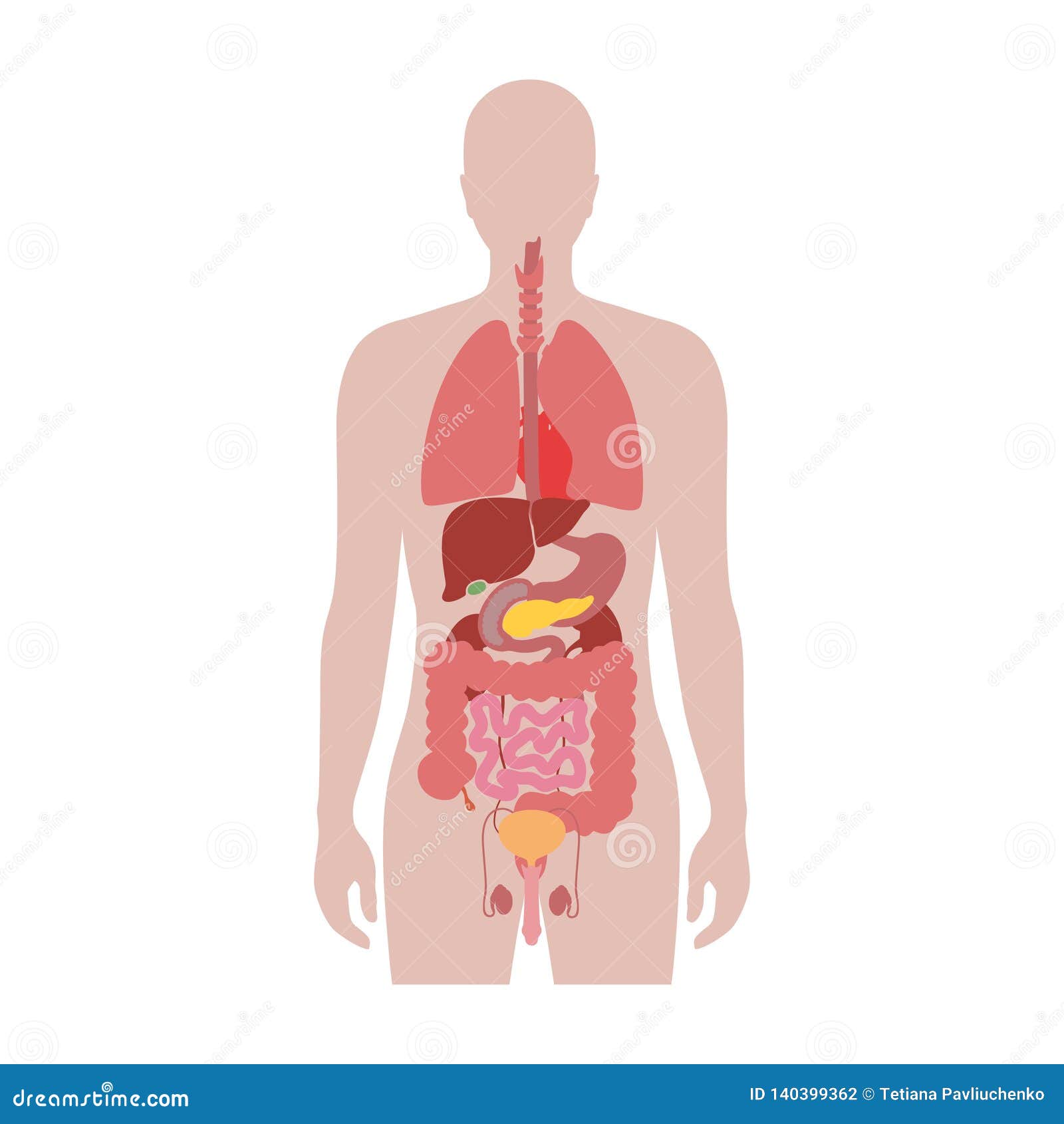 Human Internal Organs Vector Stock Vector - Illustration of health ... Human Internal Organs Vector Stock Vector - Illustration of health ...