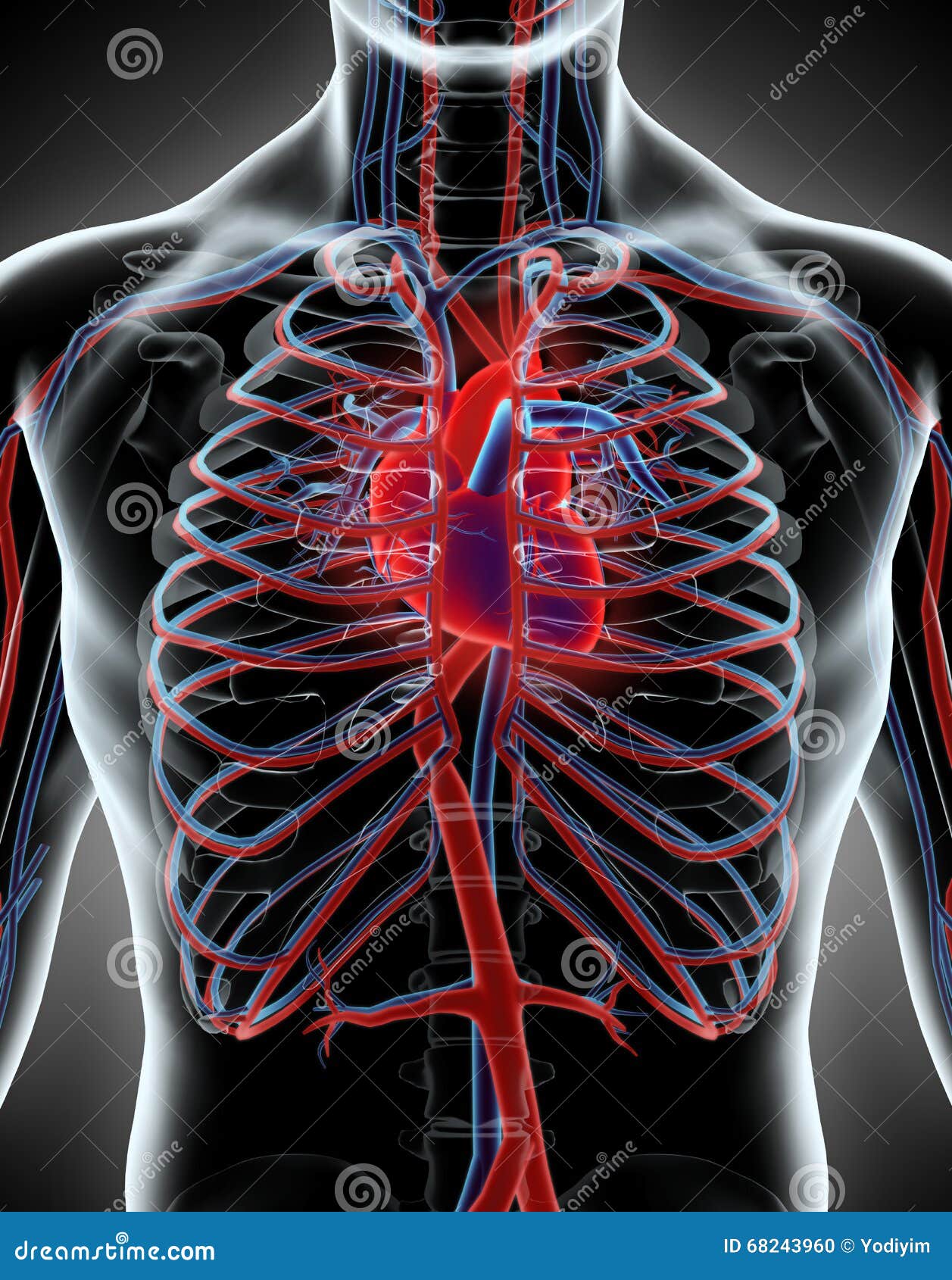 Human Internal System - Circulatory System. Stock Illustration ...