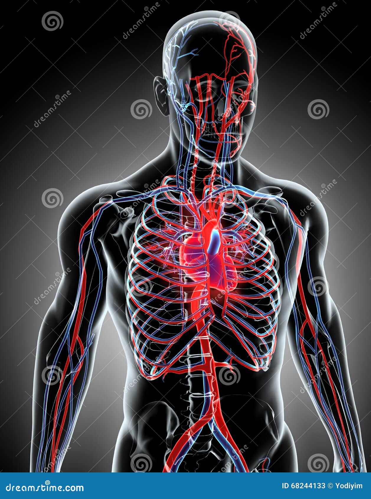 Human Internal System - Circulatory System. Stock Illustration ...