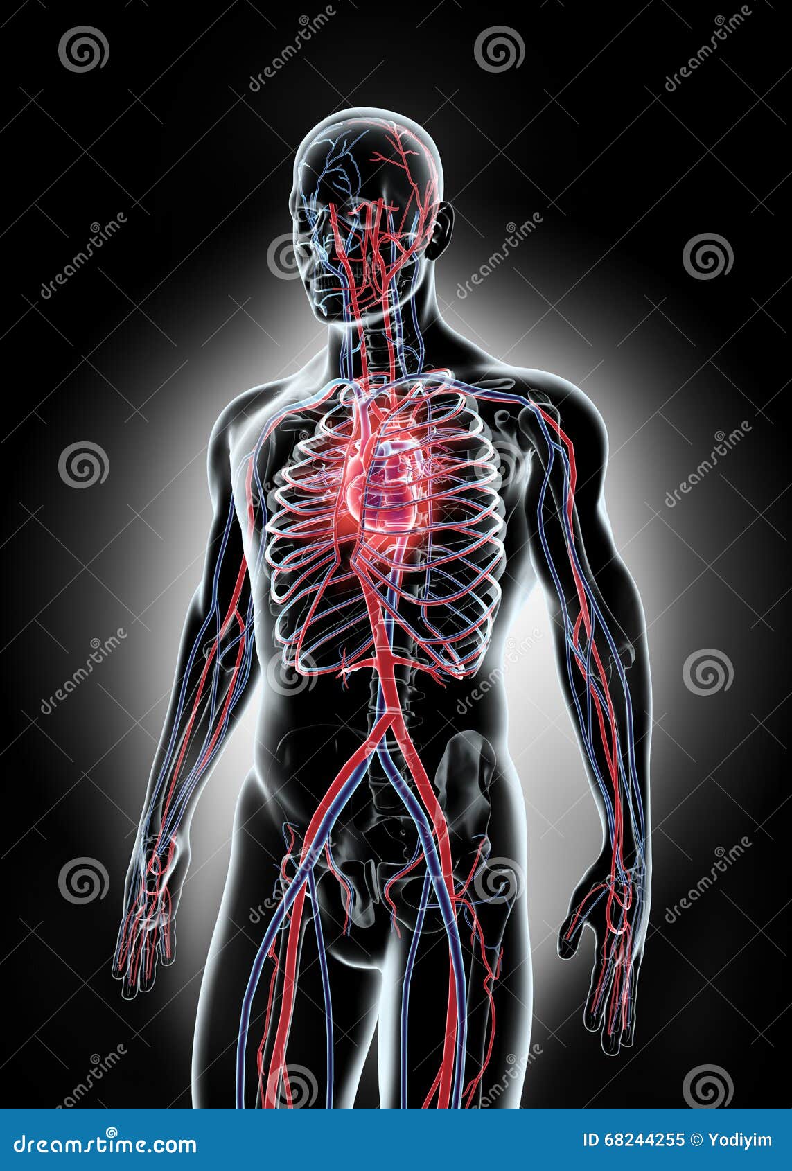 Human Internal System - Circulatory System. Stock Illustration ...