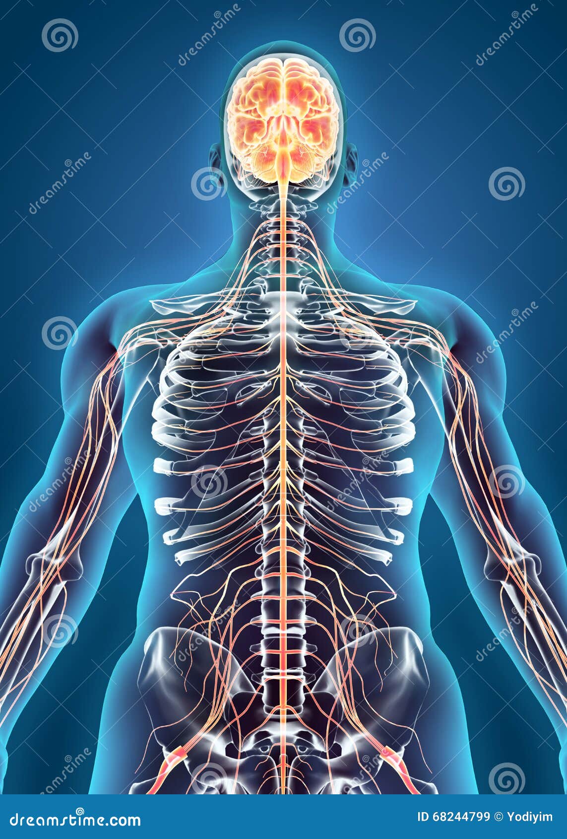 Human Nervous System Medical Vector Illustration Diagram With ...