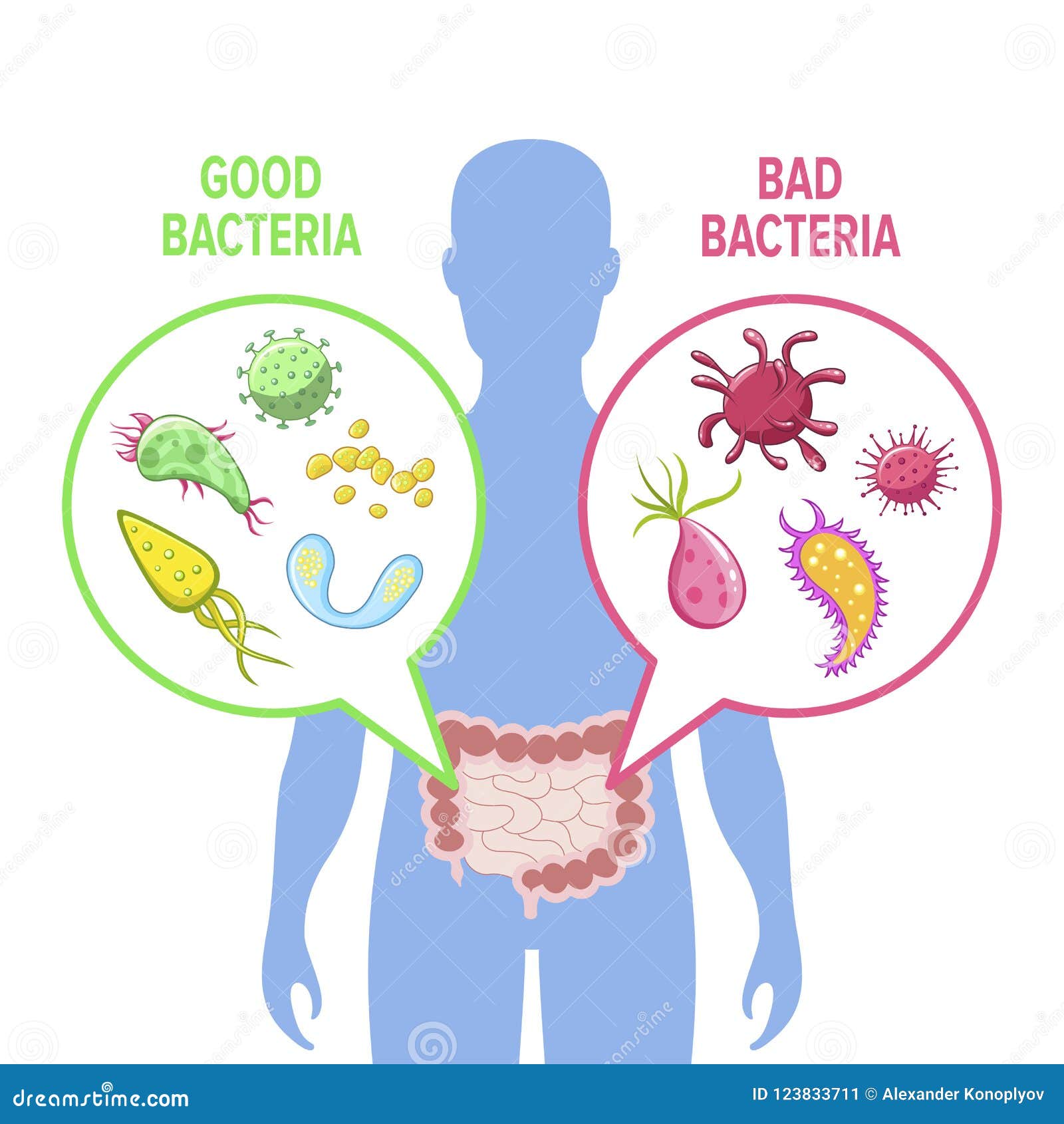 Human Gut Bacteria