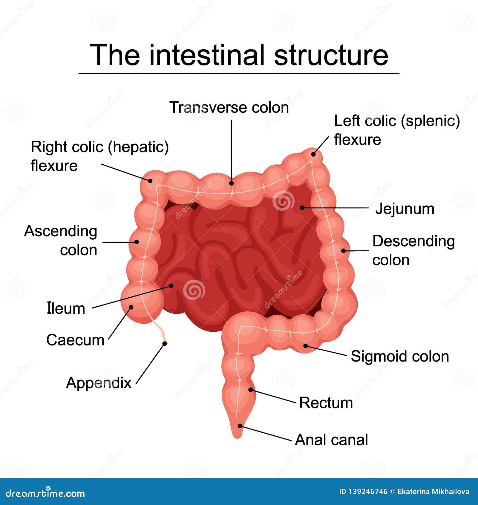 The Human Intestinal Structure Medical Diagram, Structure of the ... The Human Intestinal Structure Medical Diagram, Structure of the ...