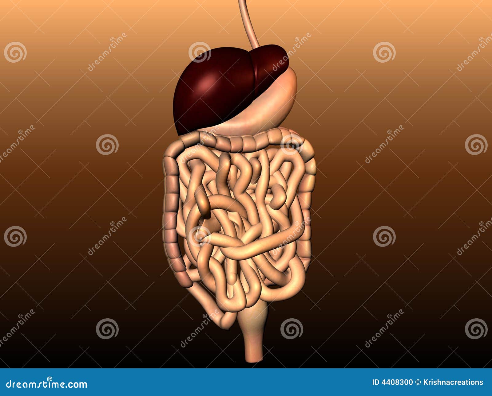Human Intestine Anatomy Stock Photography | CartoonDealer.com #87683084