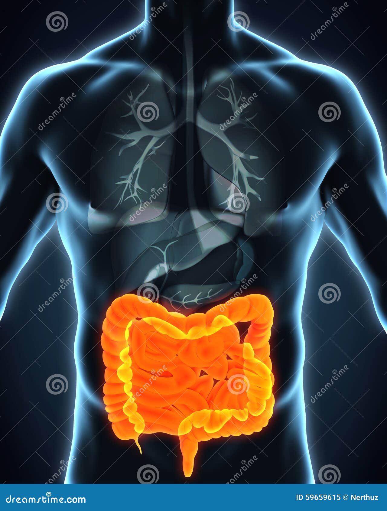 Human Intestine Anatomy stock illustration. Illustration of illness ...