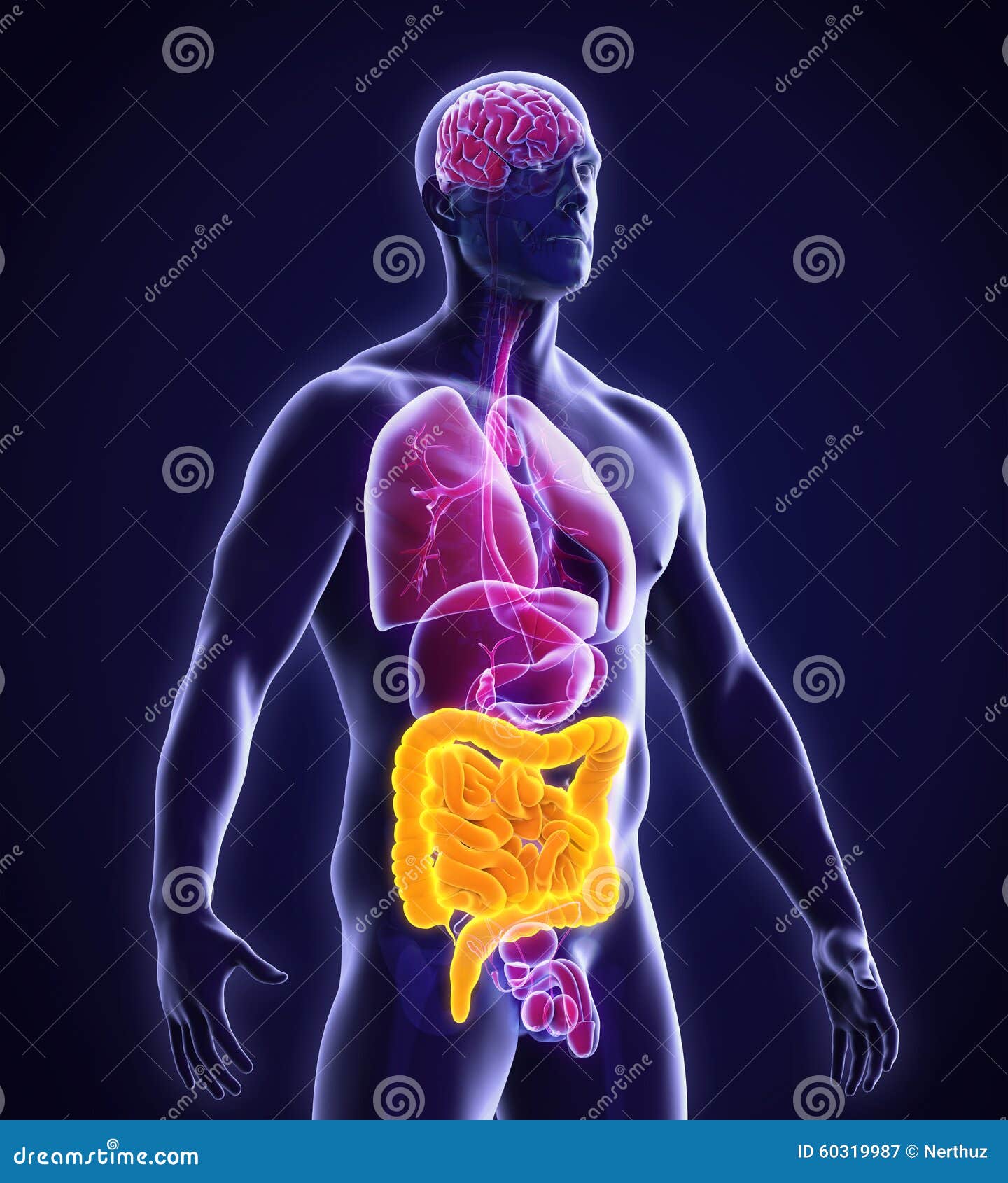 Human Intestine Anatomy stock illustration. Illustration of duodenum ...