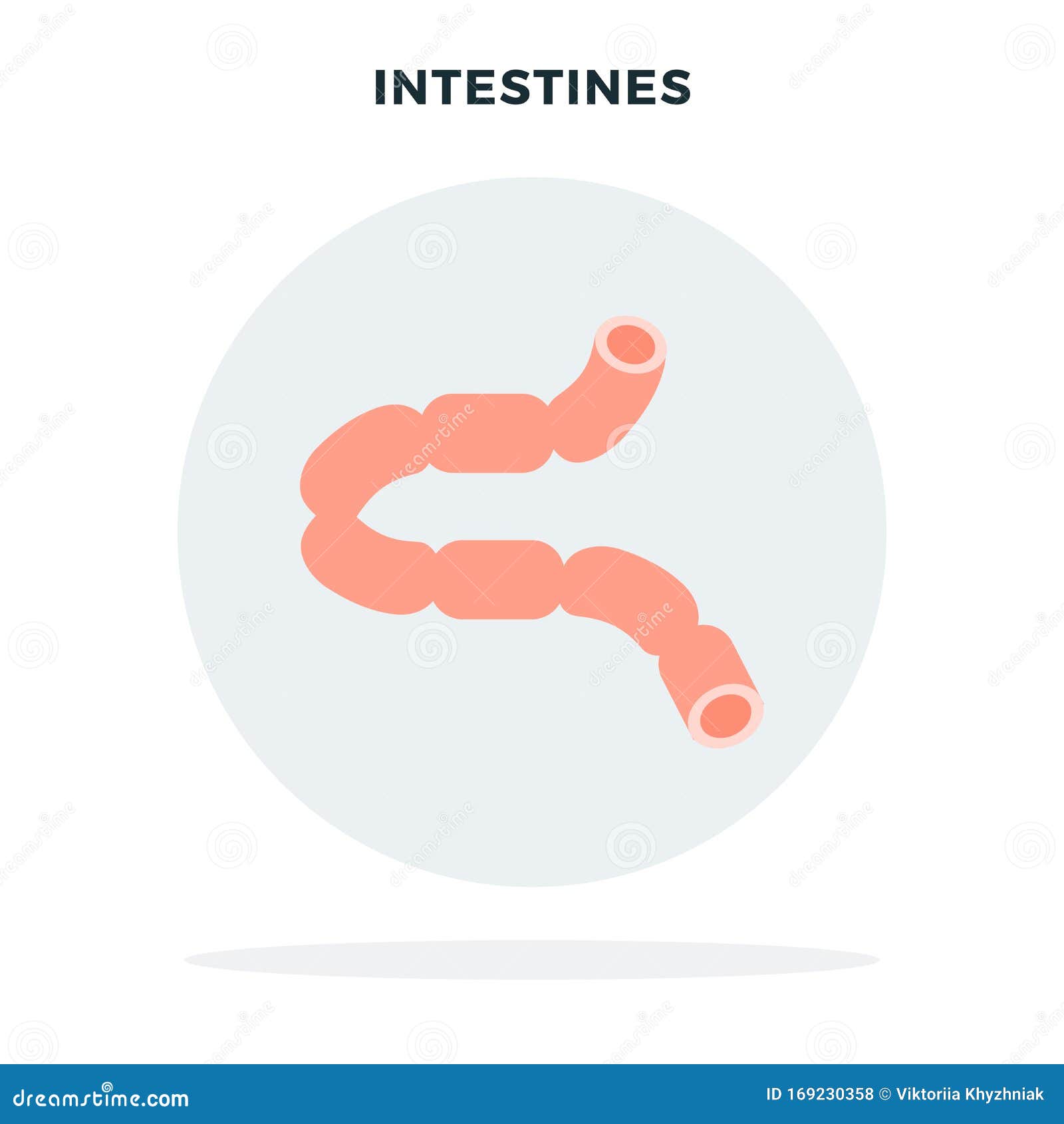 Human Intestine in Gray Circle Vector Flat Isolated Stock Vector ...