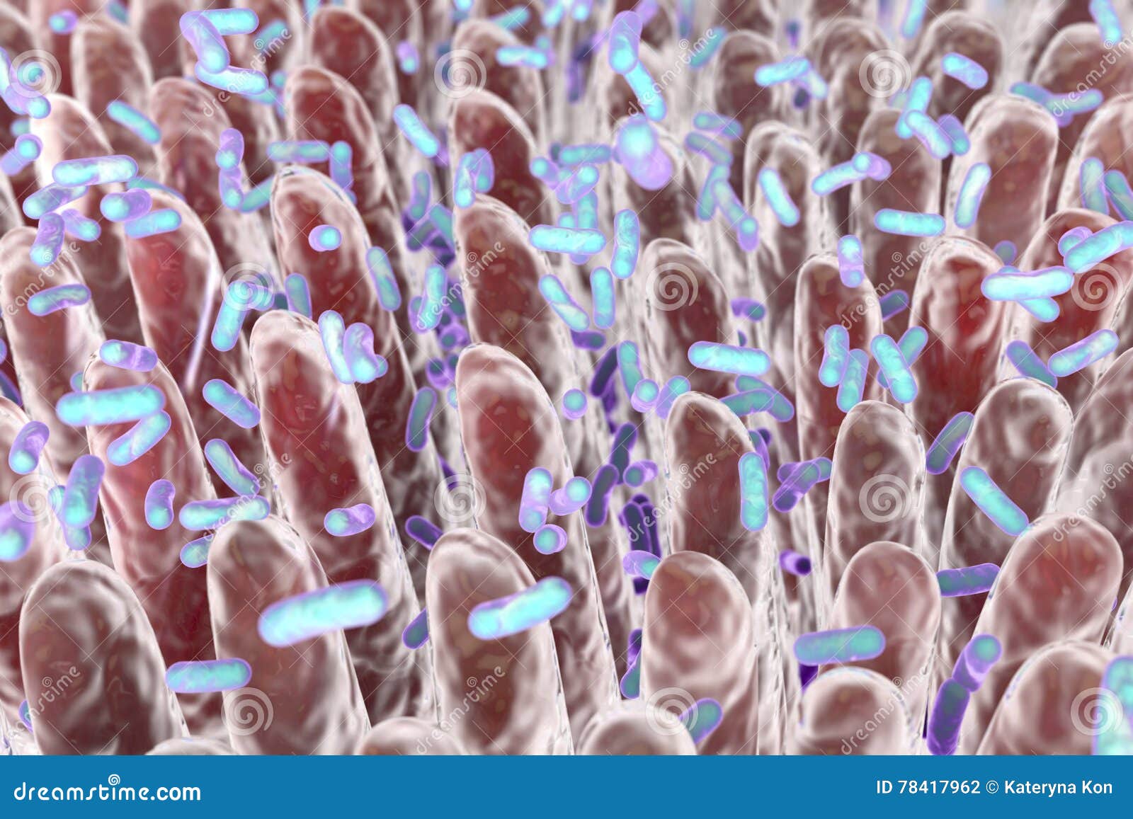 Human Intestine with Intestinal Bacteria Stock Illustration ...