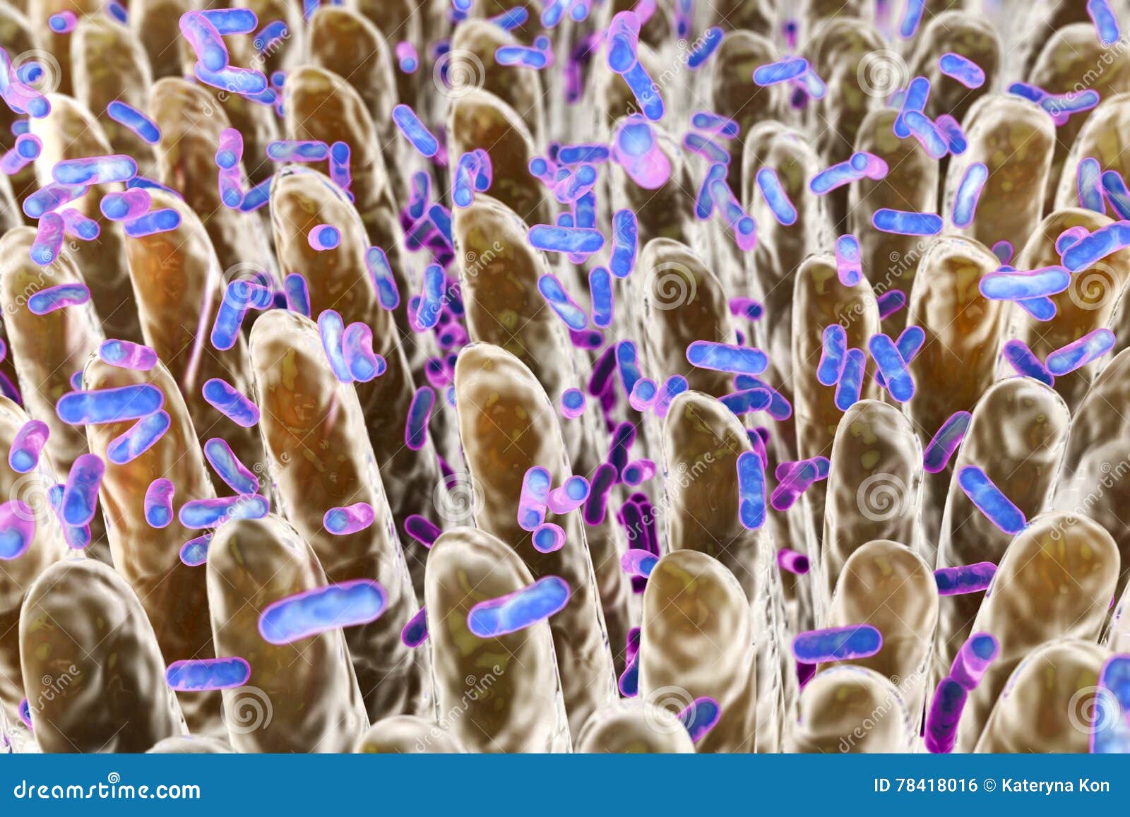 Human Intestine with Intestinal Bacteria Stock Illustration ...