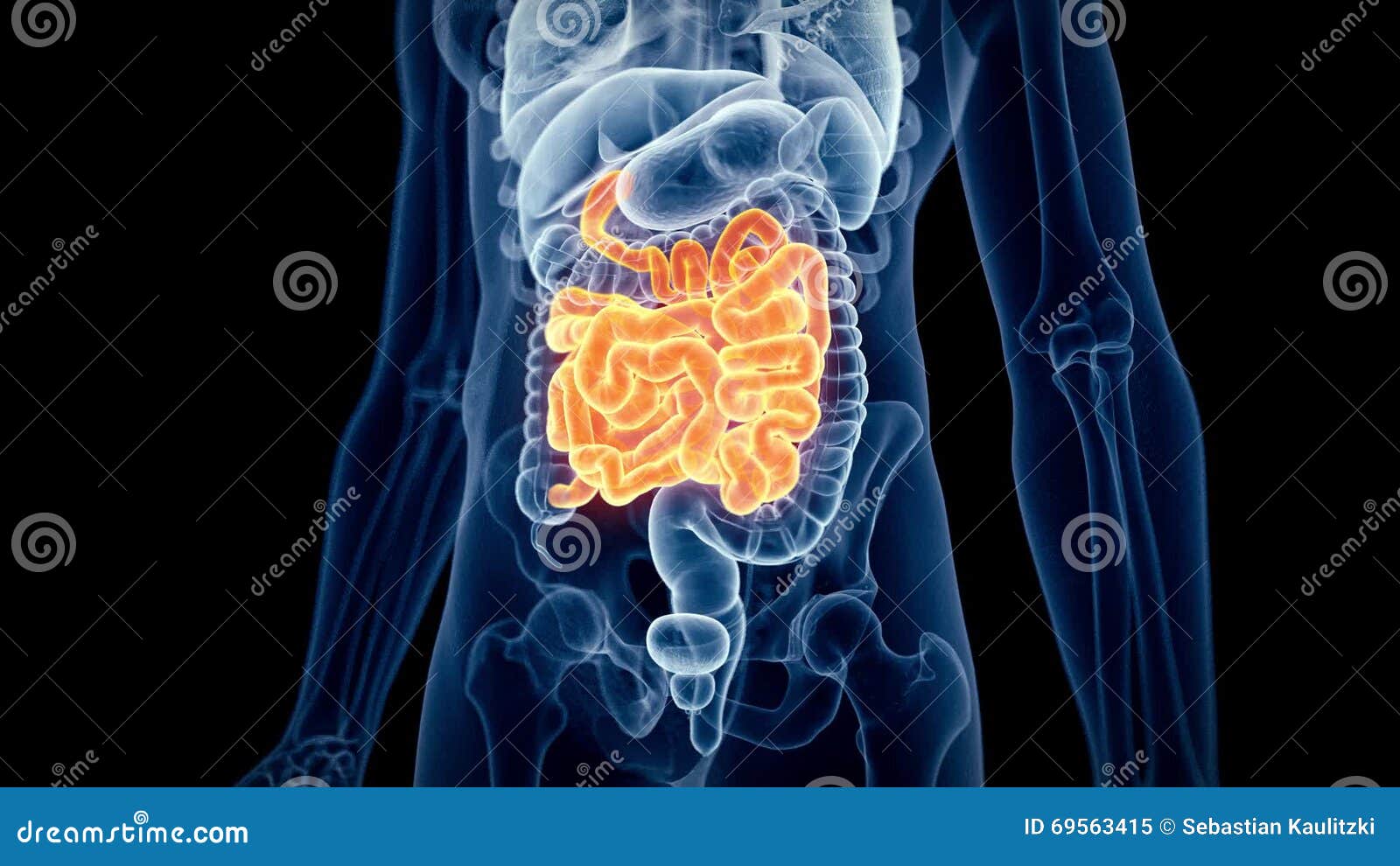 The human intestine stock video. Video of biology, graphic - 69563415