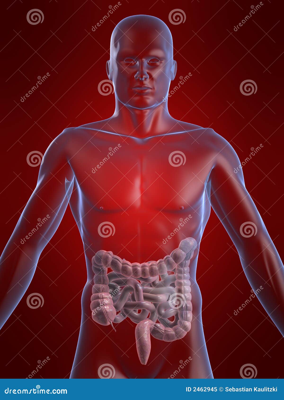 Human intestines stock illustration. Illustration of gastric - 2462945